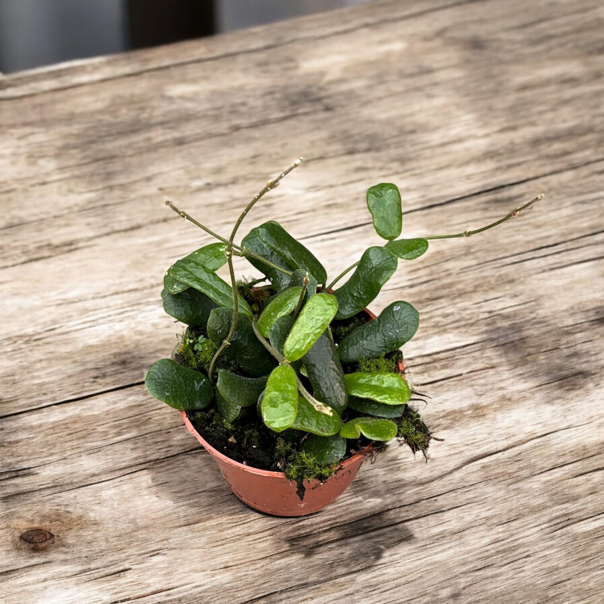 Hoya rotundiflora (Square Leaf Hoya) - full pots – Secret Garden Plant Shop