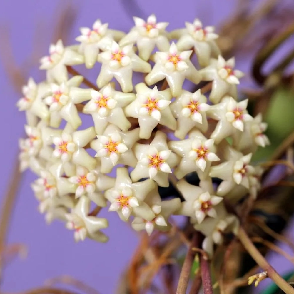 Hoya sp. Loei (SR 2007-13) D12 – Secret Garden Plant Shop