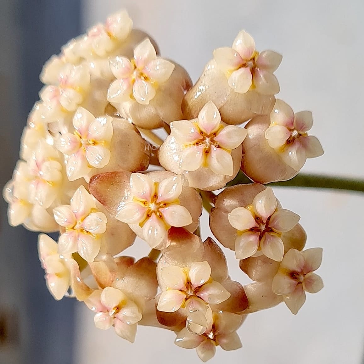 Hoya crassipetiolata 'Splash Round' D12 – Secret Garden Plant Shop