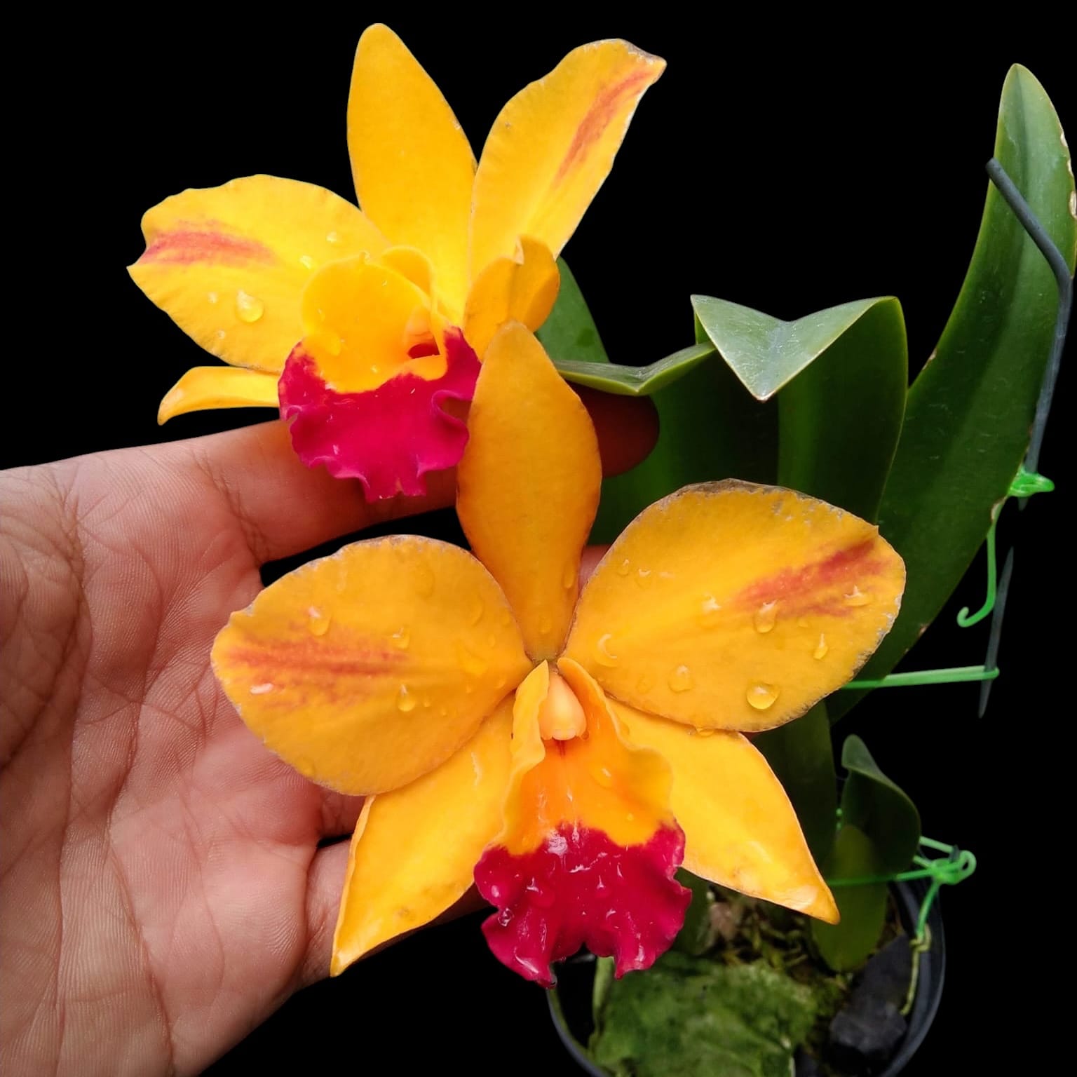 Rlc. Hsinying Sunbeam 'Juliets' - flori parfumate – Secret Garden Plant ...