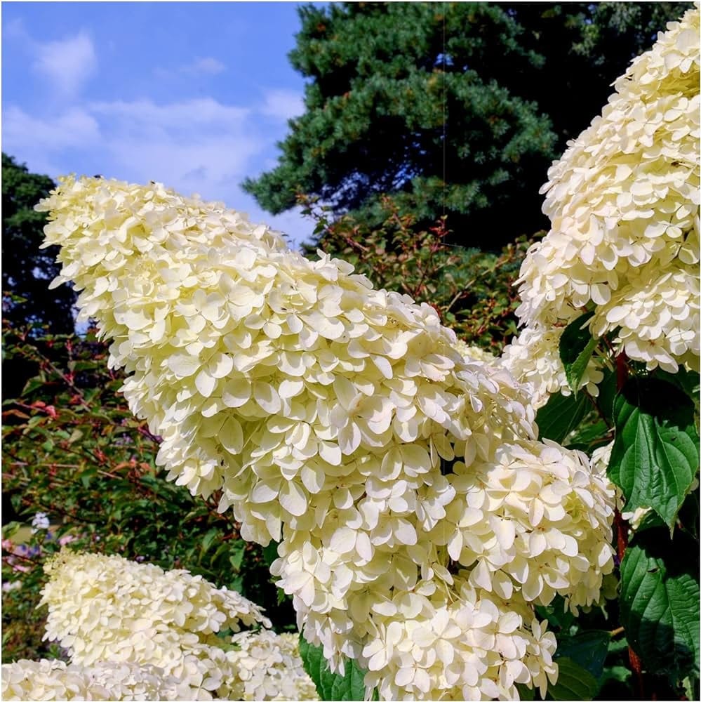 Hortensie arbustiva - Hydrangea paniculata 'Unique' – Secret Garden Plant Shop