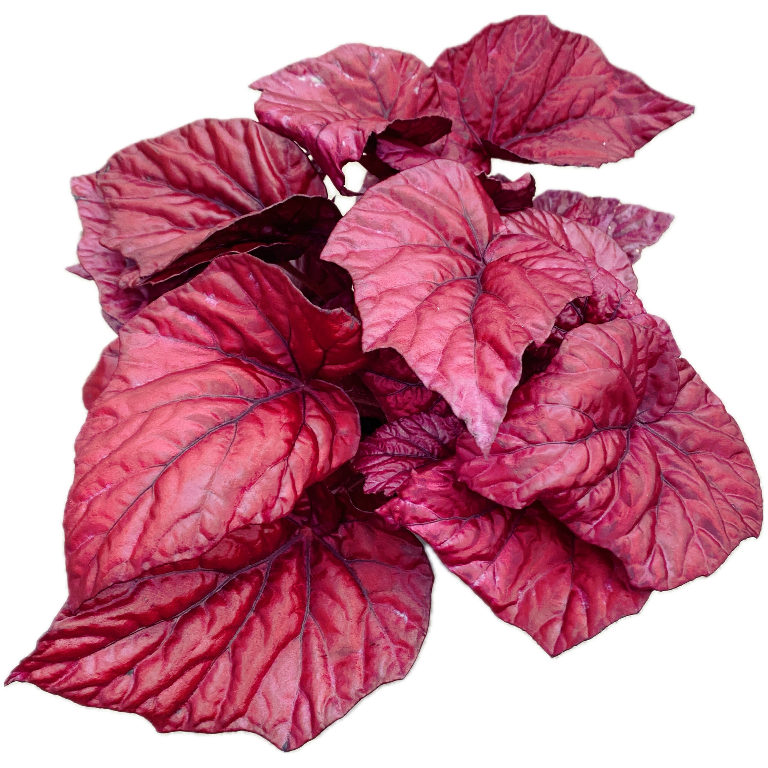 Begonia Inca Flame – Secret Garden Plant Shop