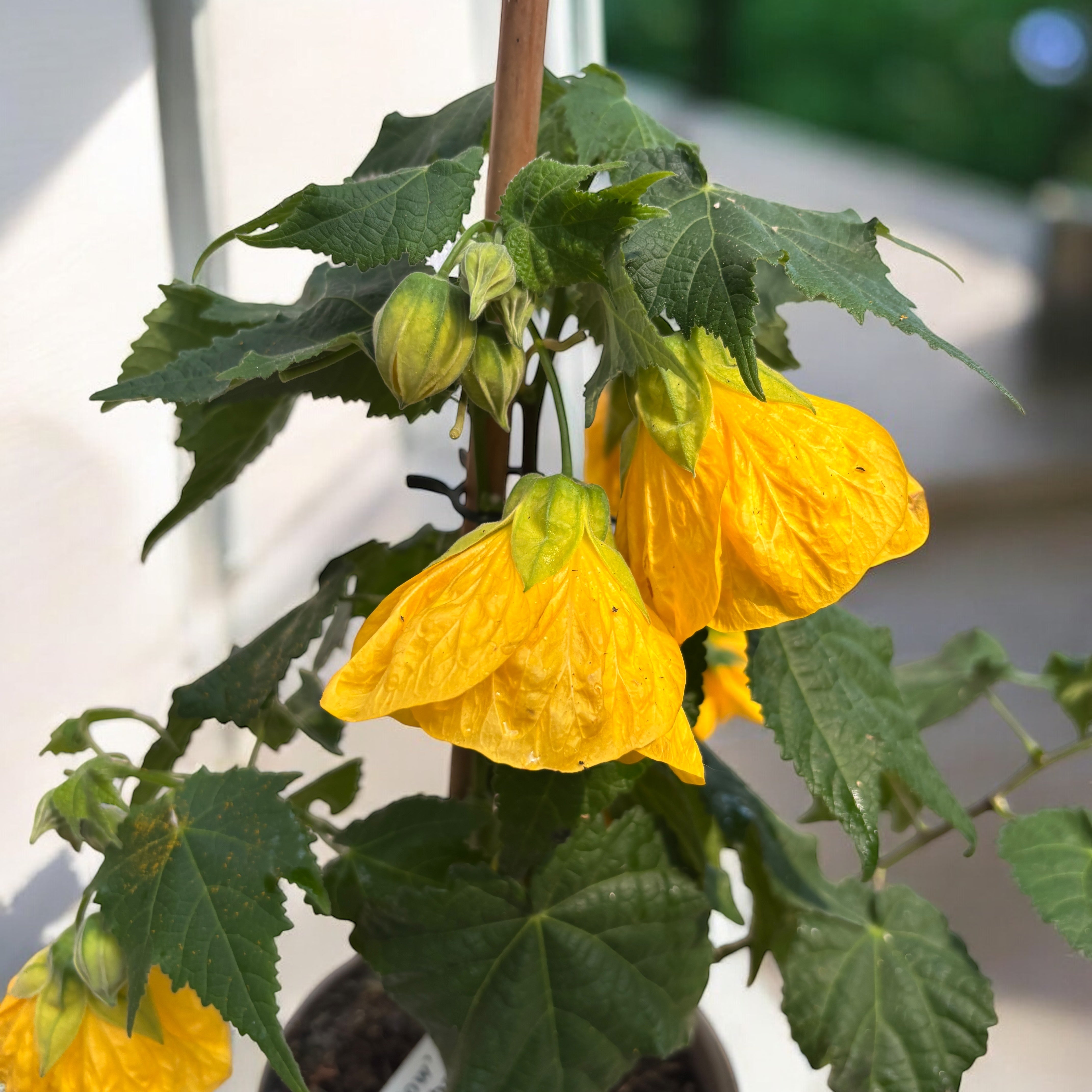 Abutilon 'Yellow' (Yellow Maple Flower)