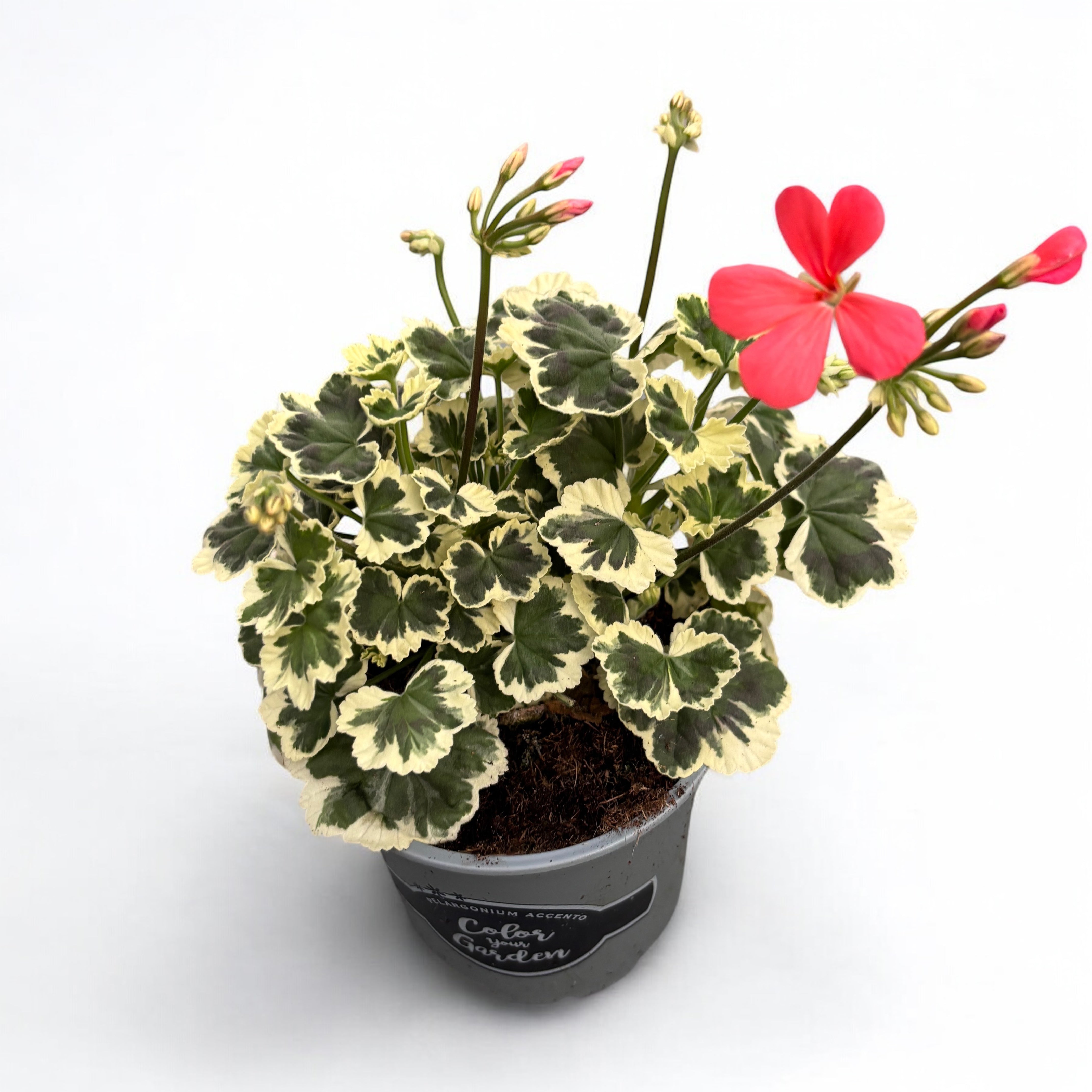 Pelargonium ‘Frank Headley’ (muscate cu frunze colorate) – Secret ...