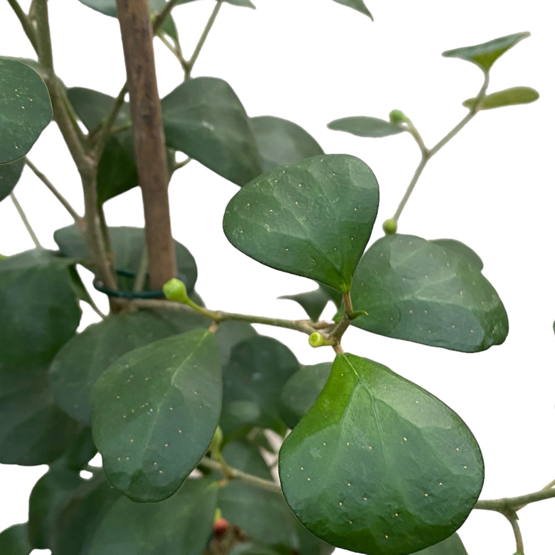 Ficus deltoidea (mistletoe fig) – Secret Garden Plant Shop