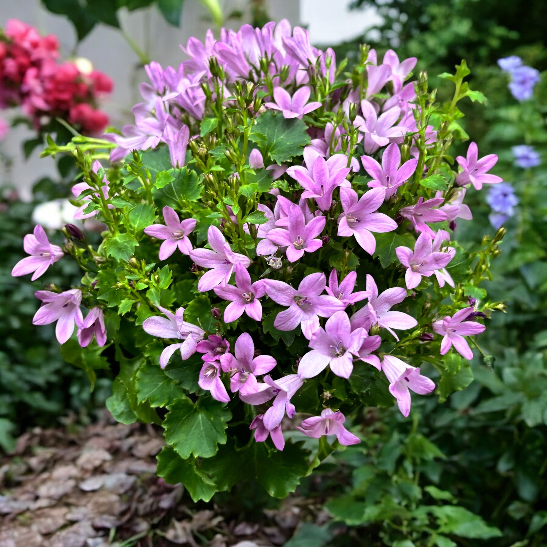 Campanula ‘Porto Pink’ – perena pitica cu flori roz, ideala pentru ...