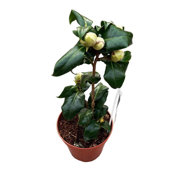 Camellia japonica 'Brushfield's Yellow' - rezistenta la inghet D13 ...