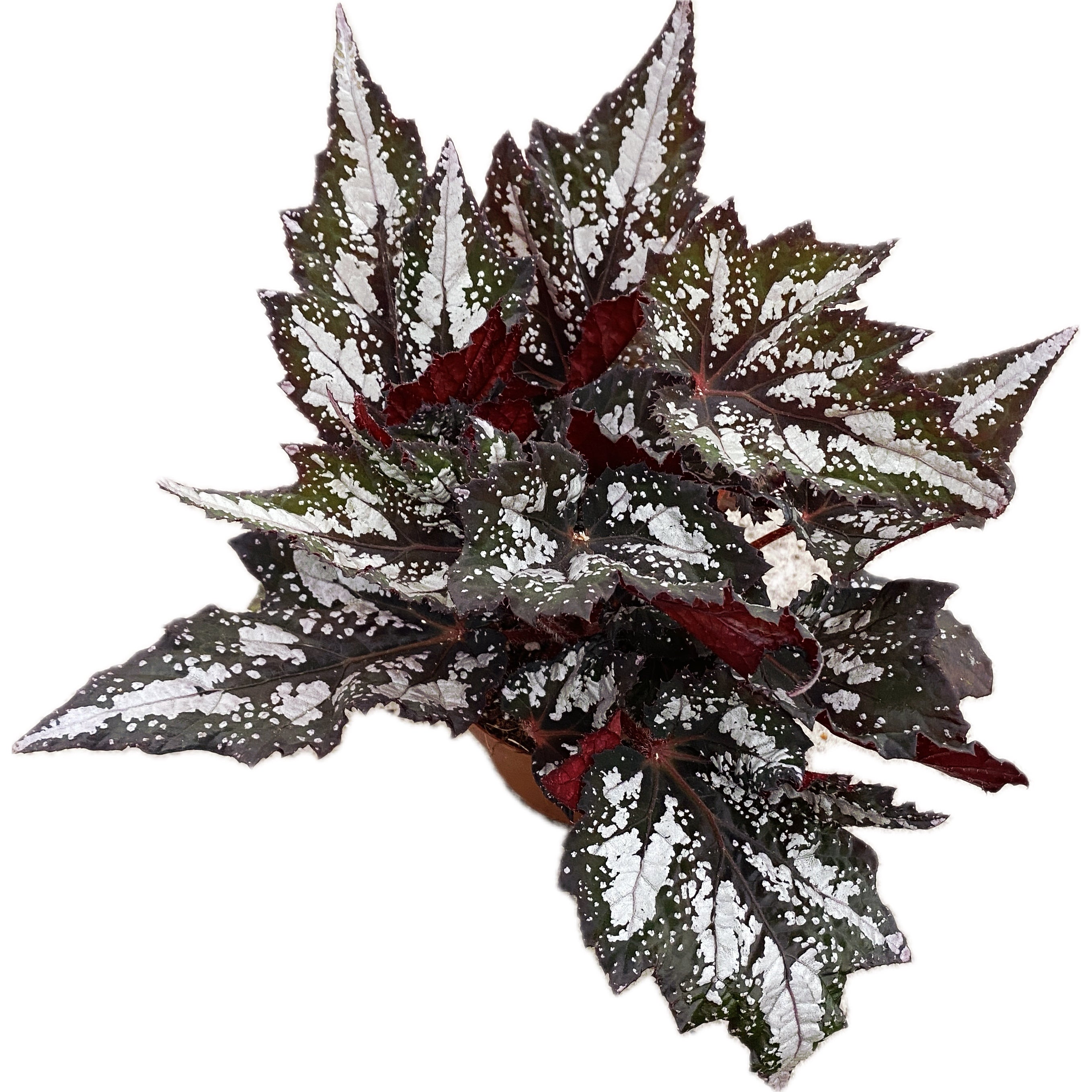 Begonia Bewitched Wintergreen – Secret Garden Plant Shop