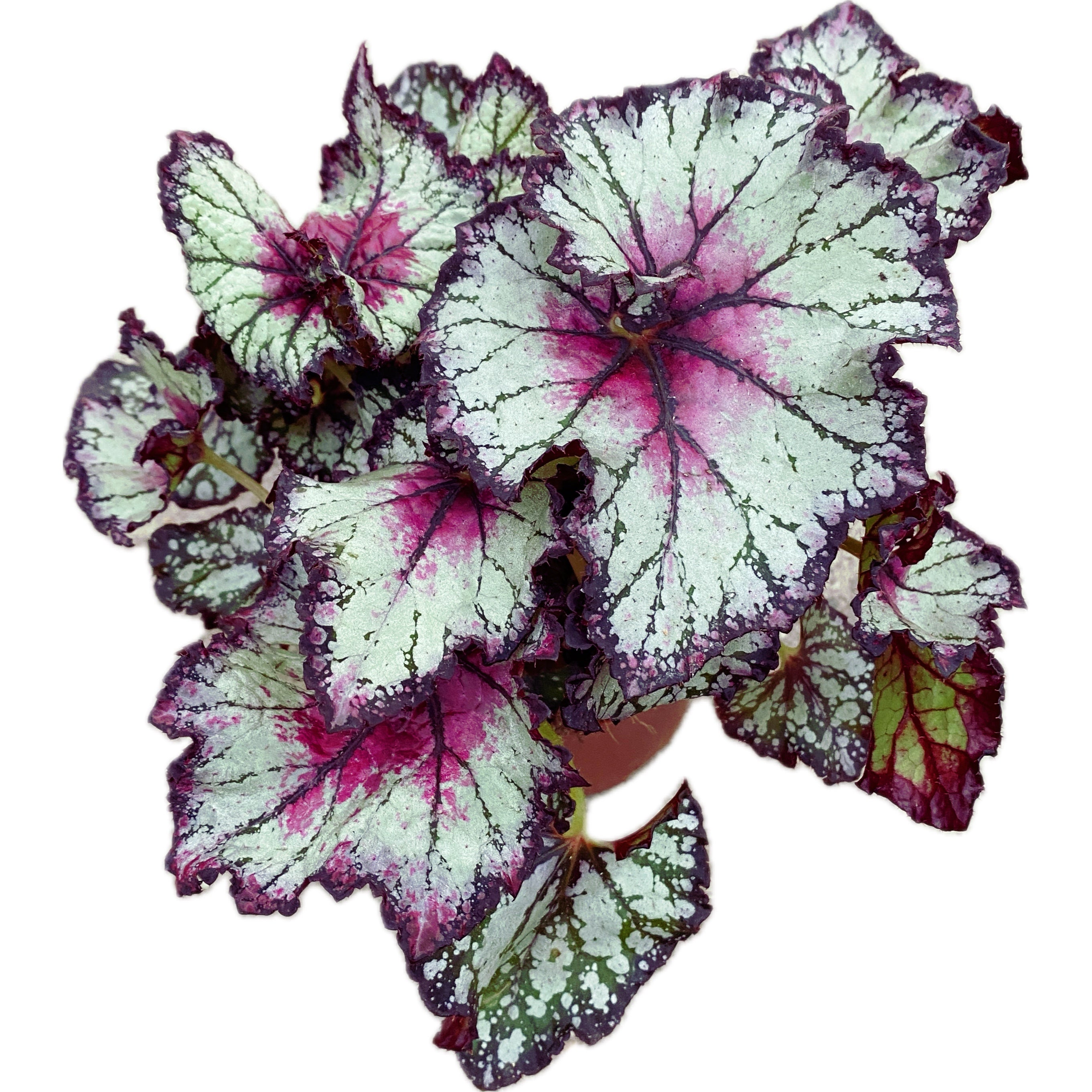 Begonia Curly Cherry Mint – Secret Garden Plant Shop