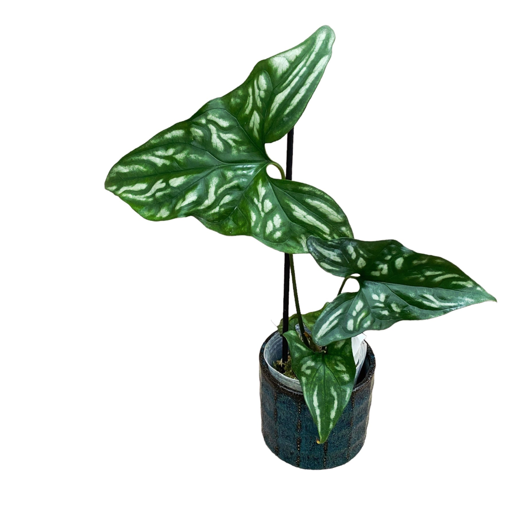 Cercestis mirabilis – Secret Garden Plant Shop