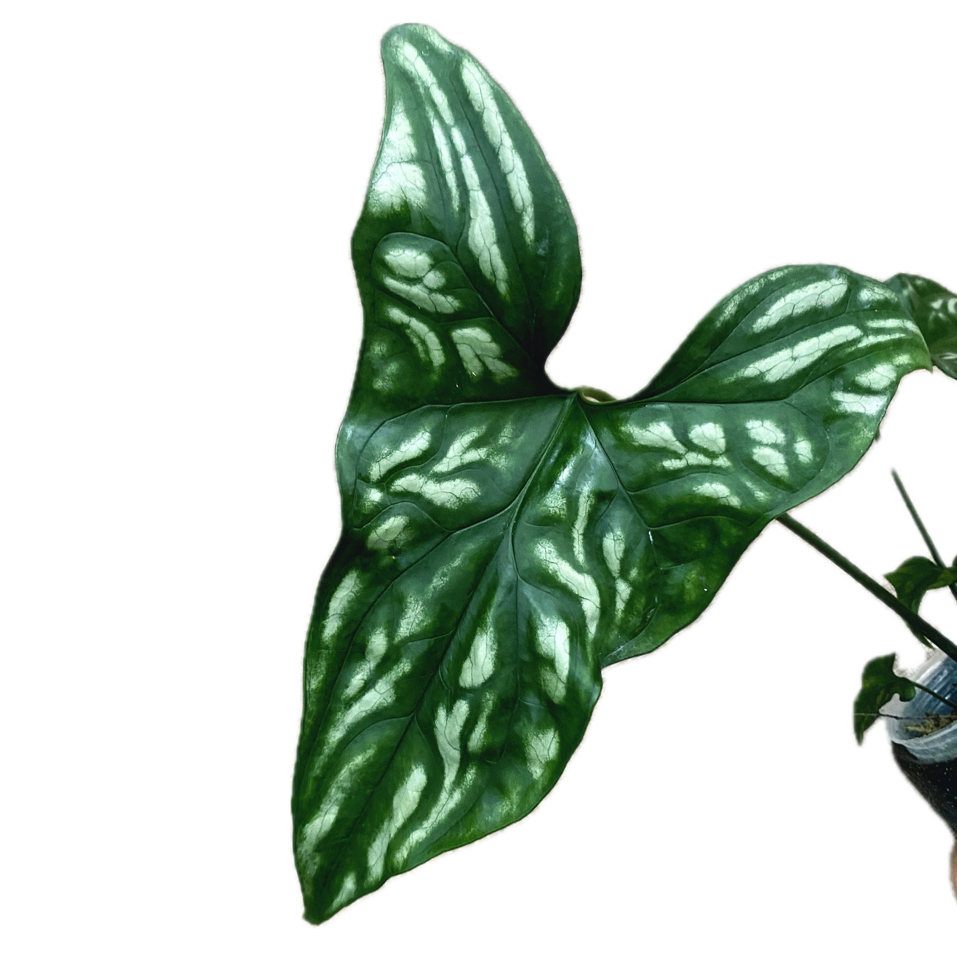Cercestis mirabilis – Secret Garden Plant Shop