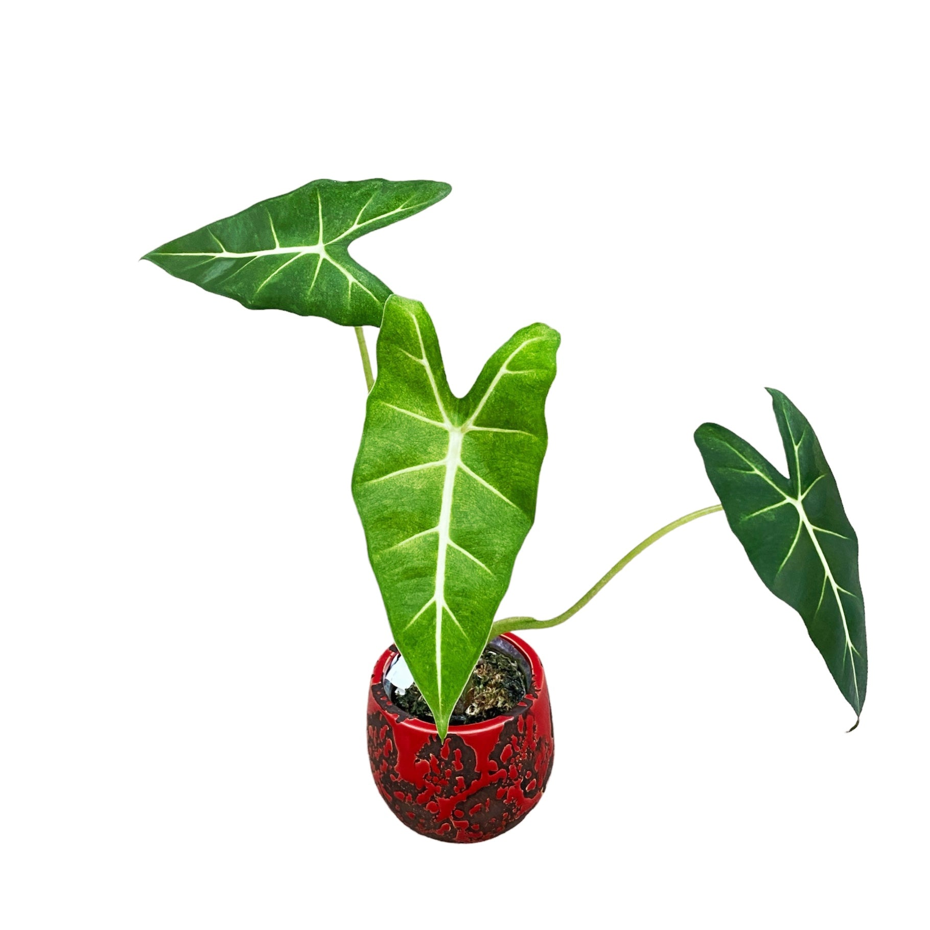 Alocasia micholitziana 'Frydek Variegata' (mint/mottled variegation ...