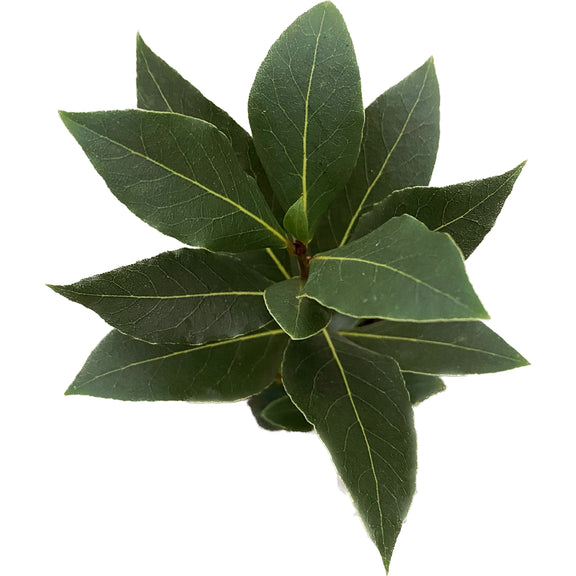 Dafin comestibil la ghiveci