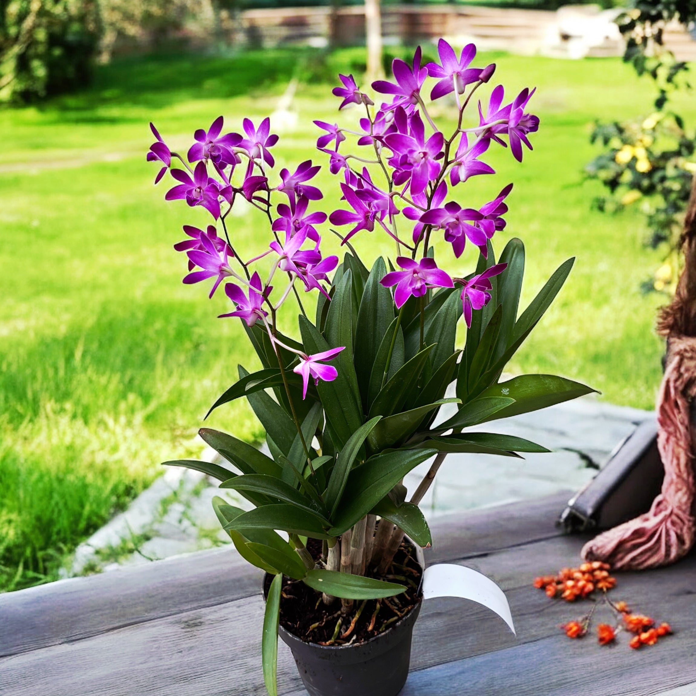 Dendrobium Berry Oda *parfumat – Secret Garden Plant Shop