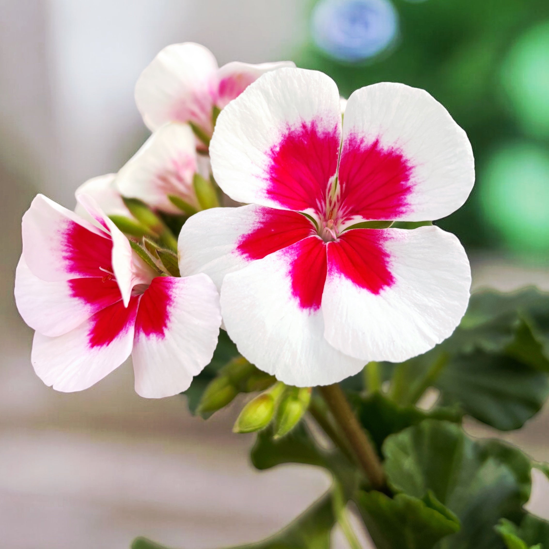 Muscate zonale - Pelargonium (Zonale Grp) 'Tango White Splash' – Secret ...