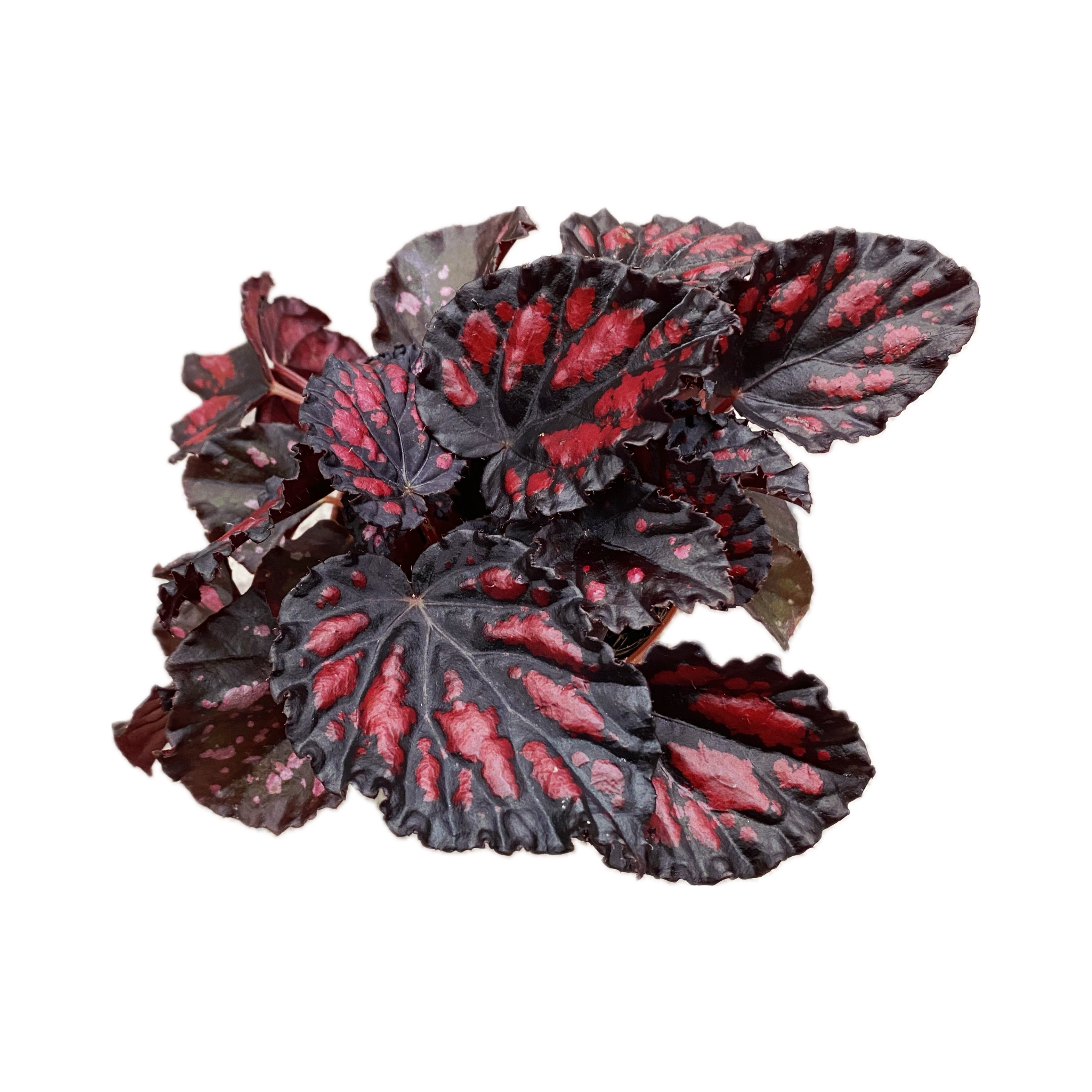 Begonia Magic Colours ‘Etna’ D8 – Secret Garden Plant Shop