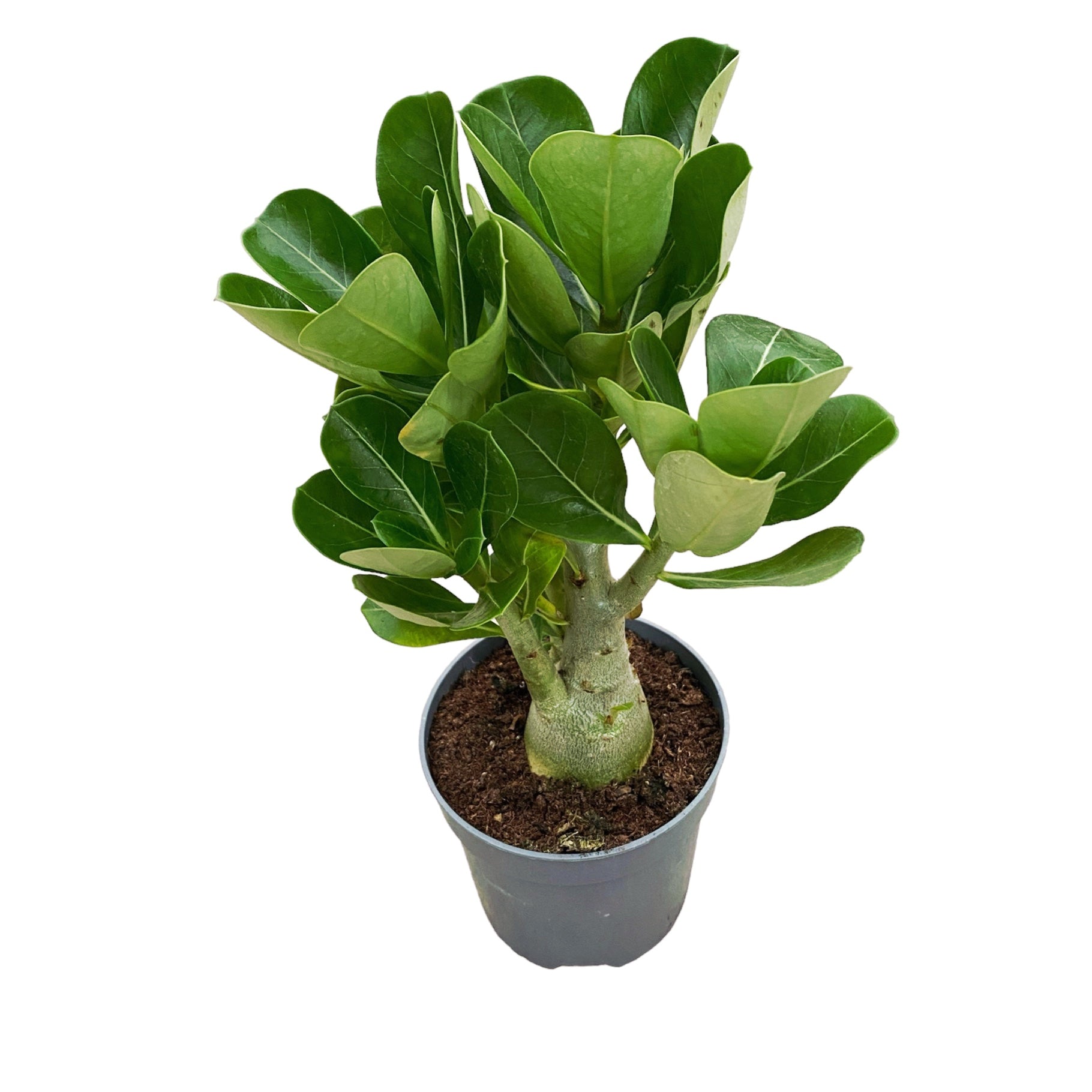 Adenium obesum 'Picotee' – Secret Garden Plant Shop