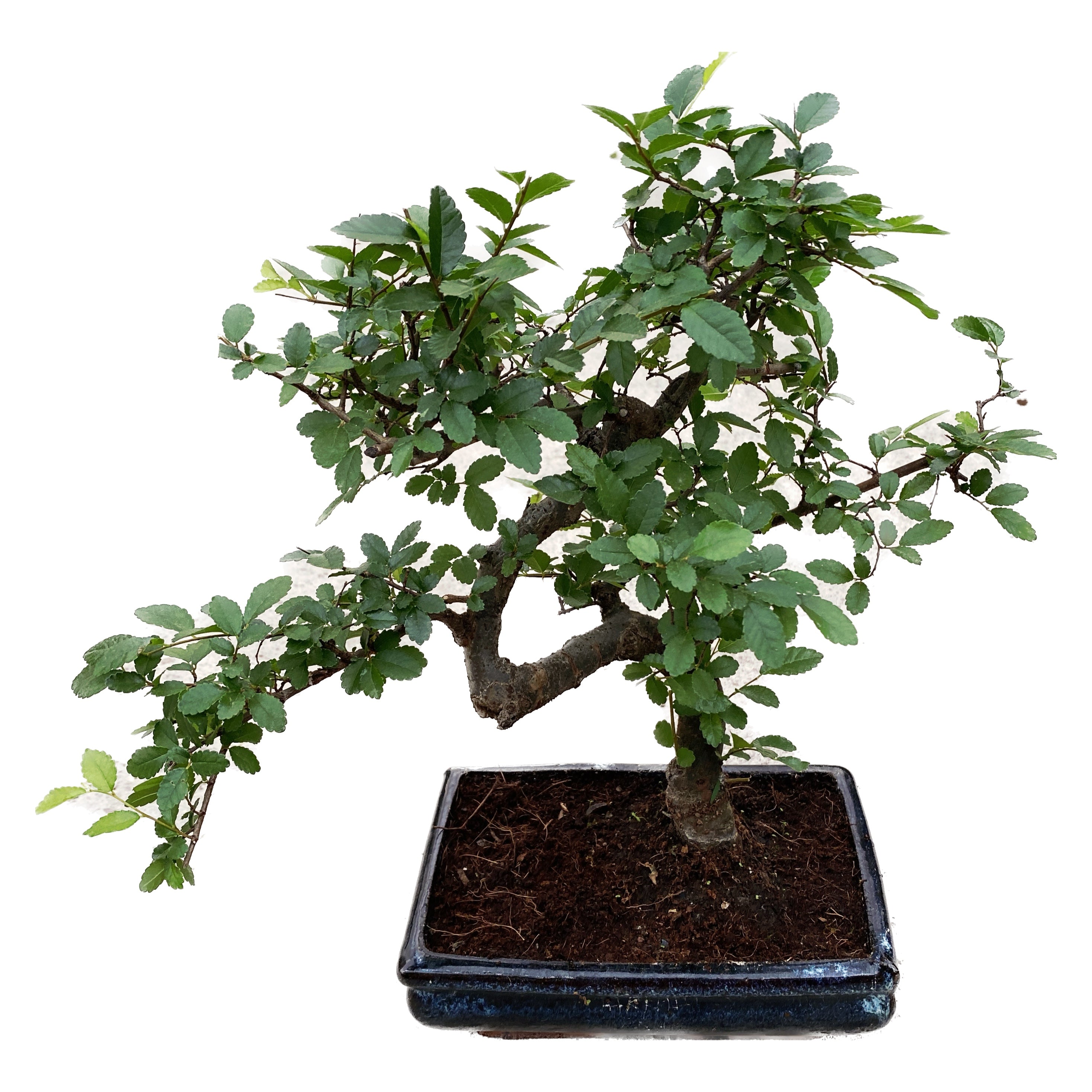 Bonsai Zelkova (Ulmul Japonez) forma S – Floraria Secret Garden (SG)