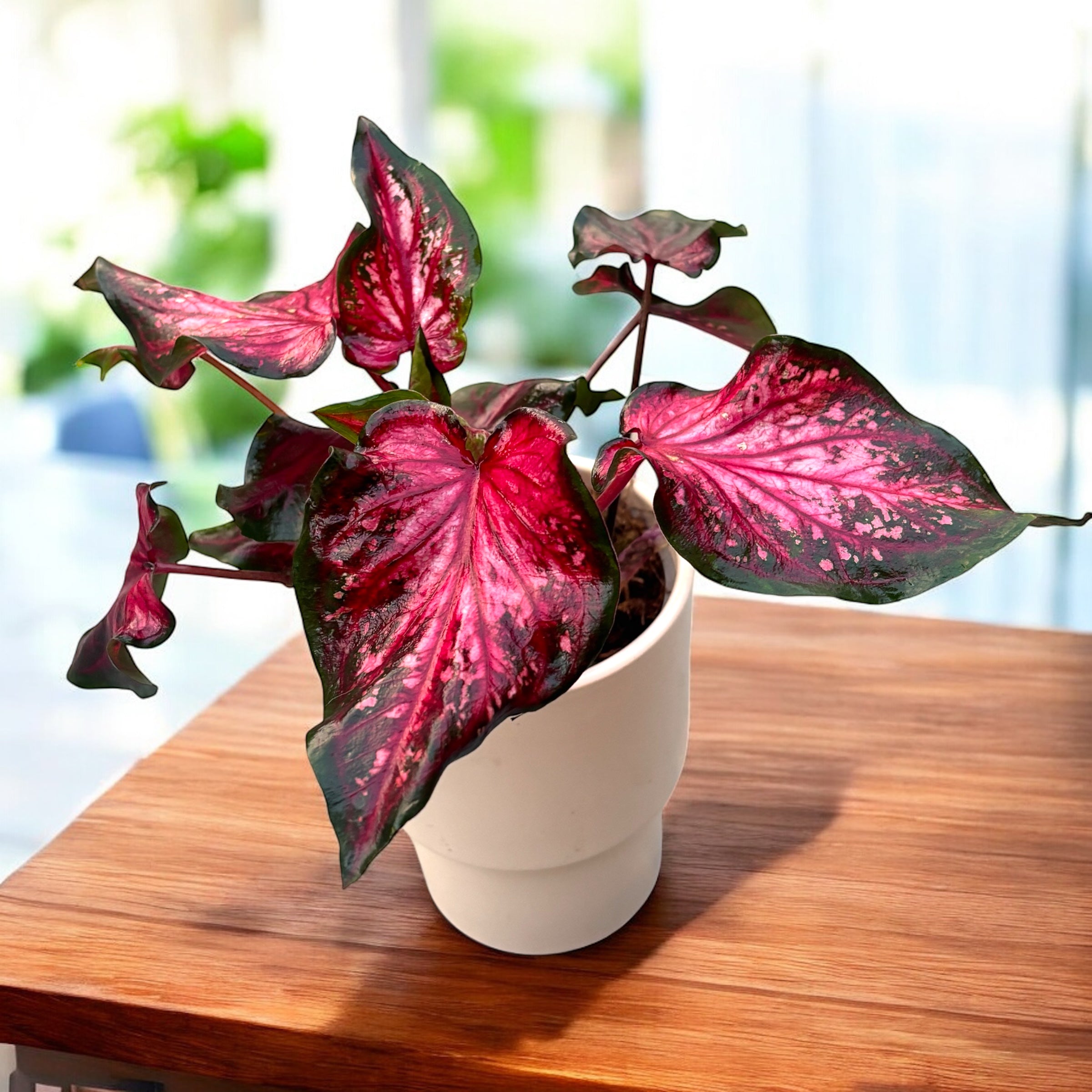 Caladium 'Scarlet Flame' - explozie de culoare cu frunze rosii spectac ...