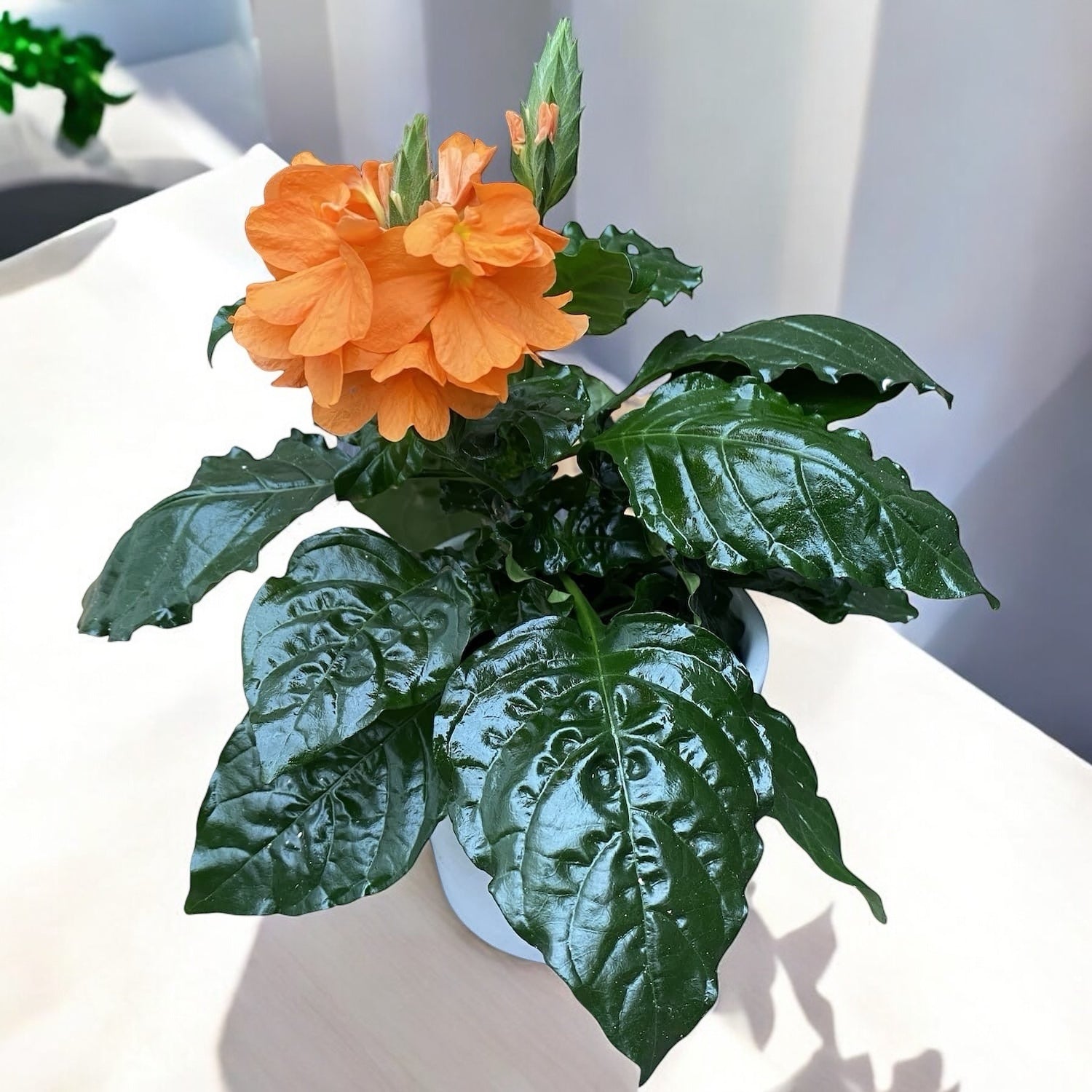 Crossandra infundibuliformis – floarea focului cu inflorire abundenta ...