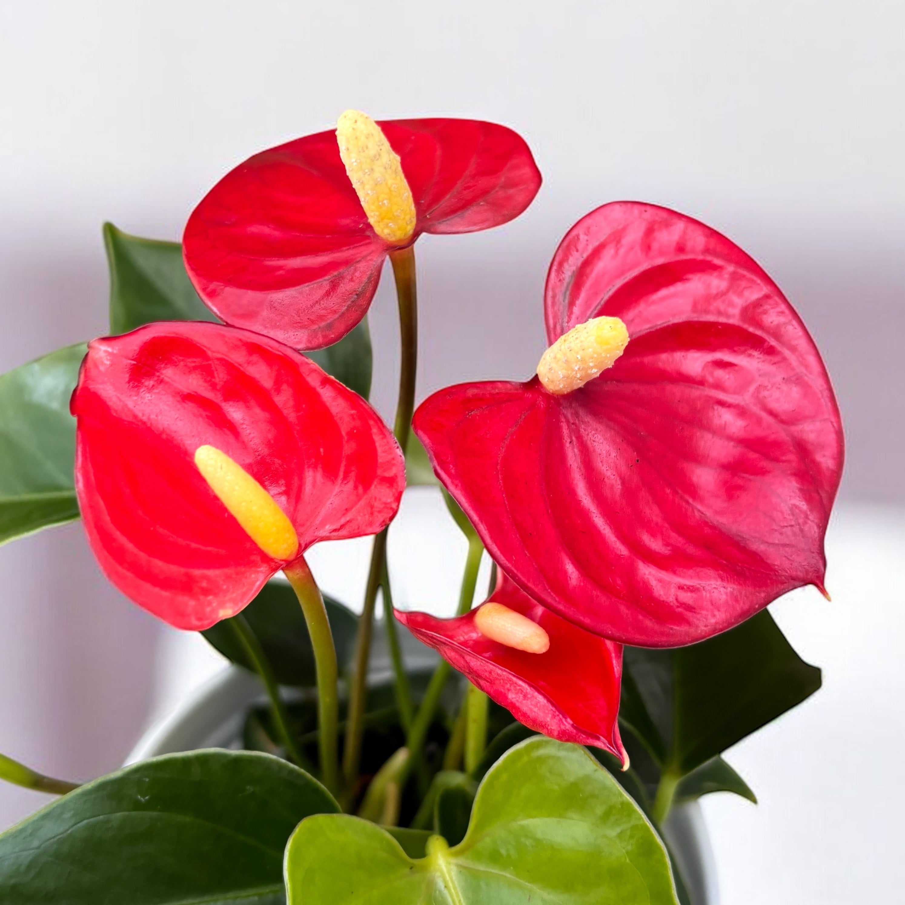 Anthurium 'Royal Champion Red' – Secret Garden Plant Shop