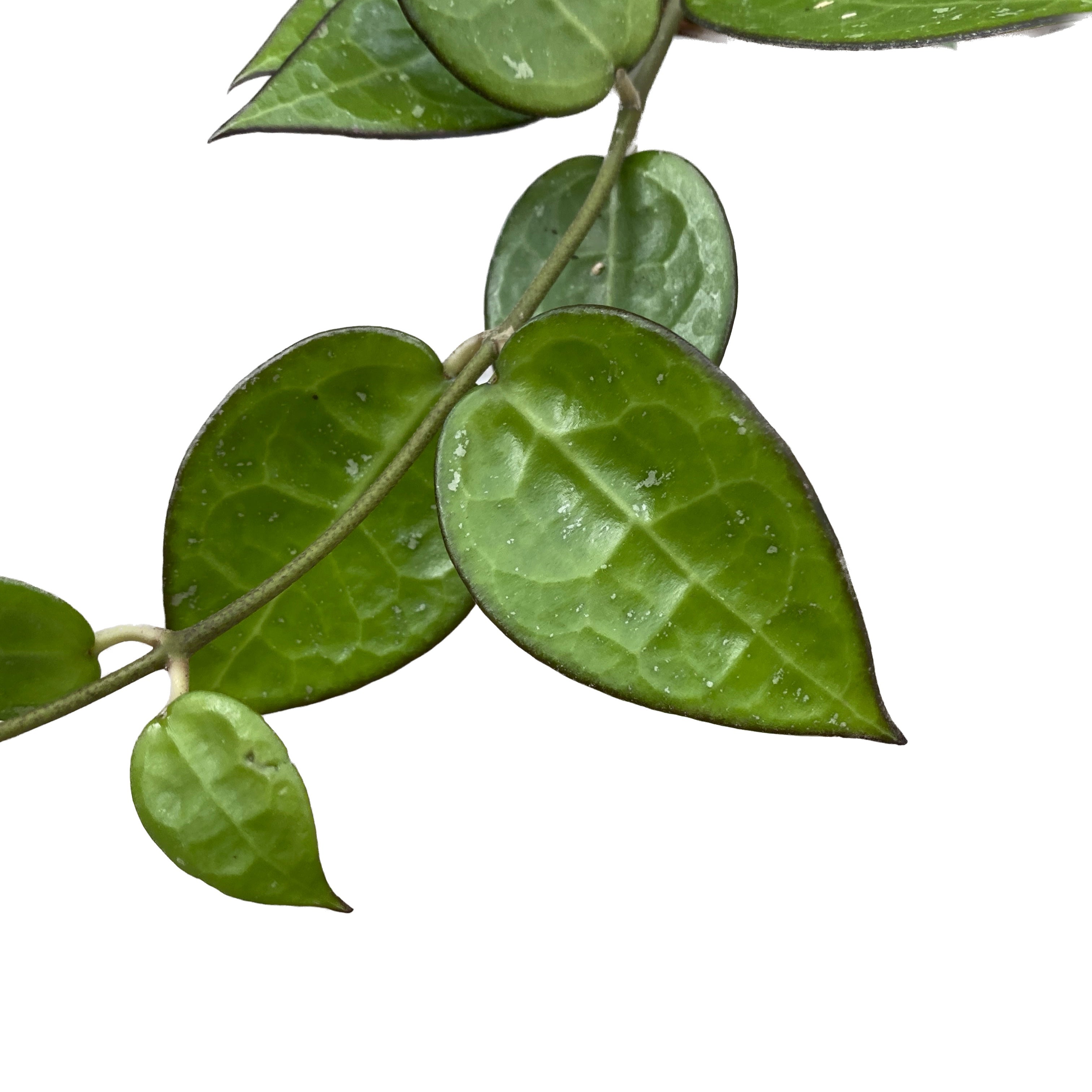 Hoya parasitica 'Black Margin' - full pots