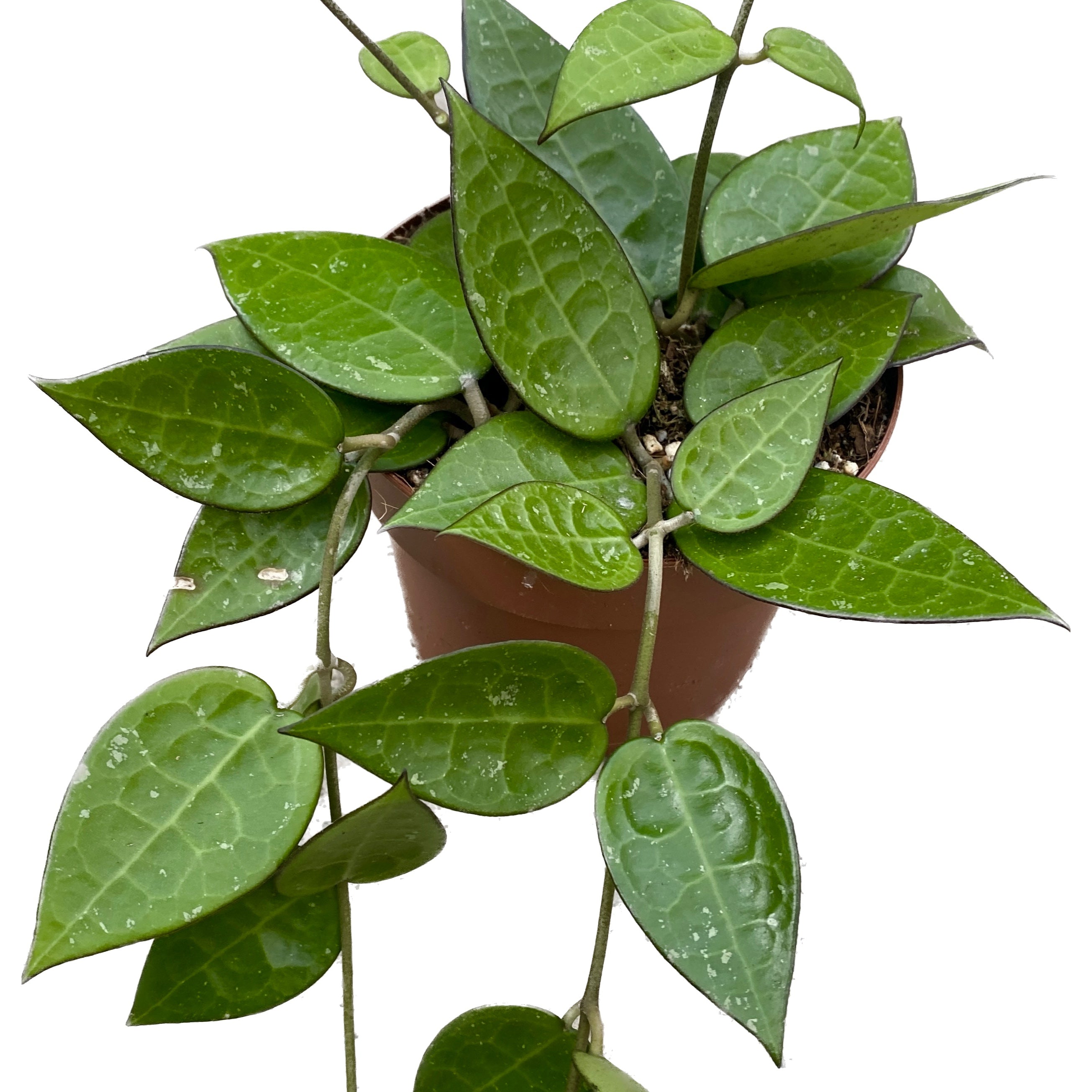 Hoya parasitica 'Black Margin' - full pots