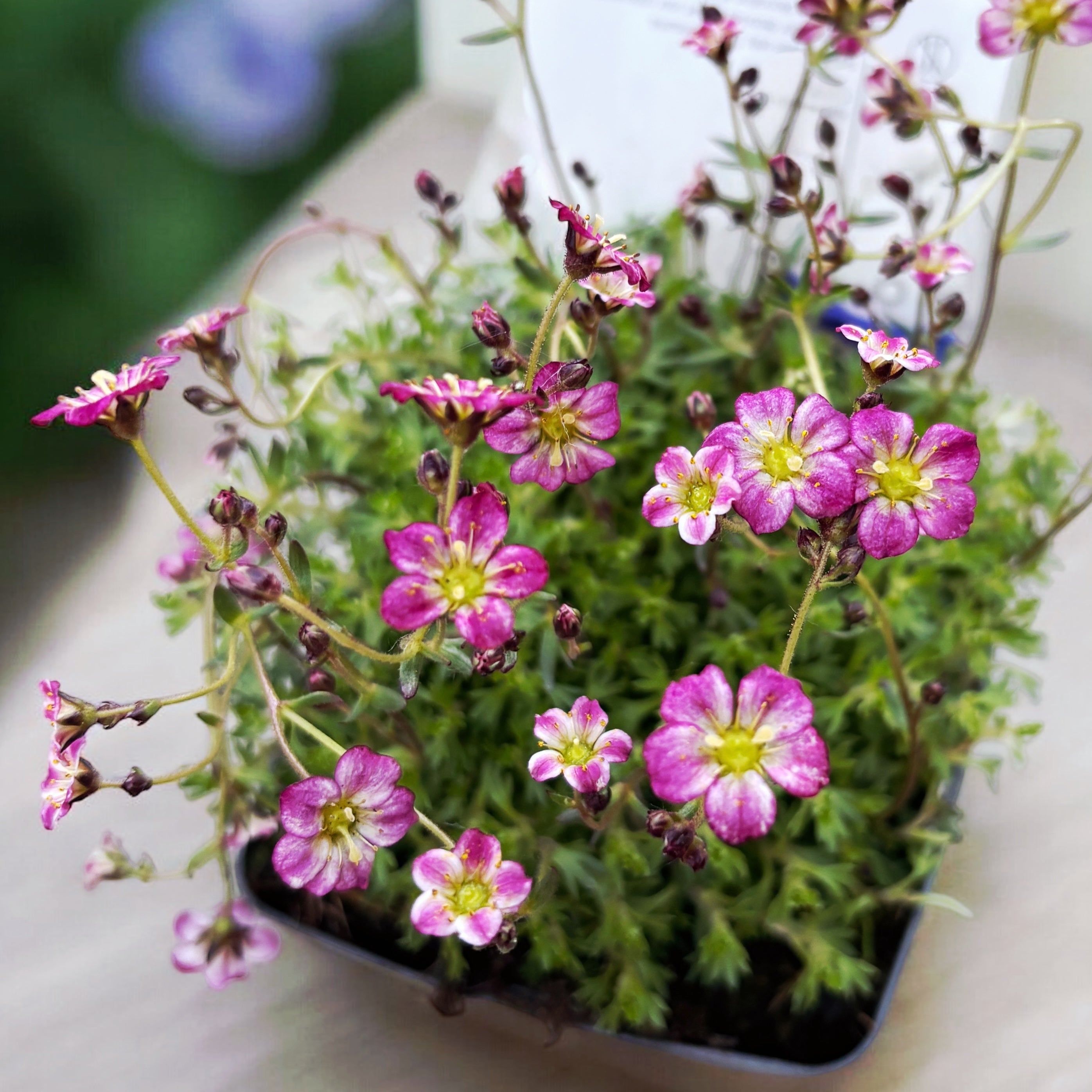Saxifraga ‘Alpino Early Pink Heart’ – Secret Garden Plant Shop