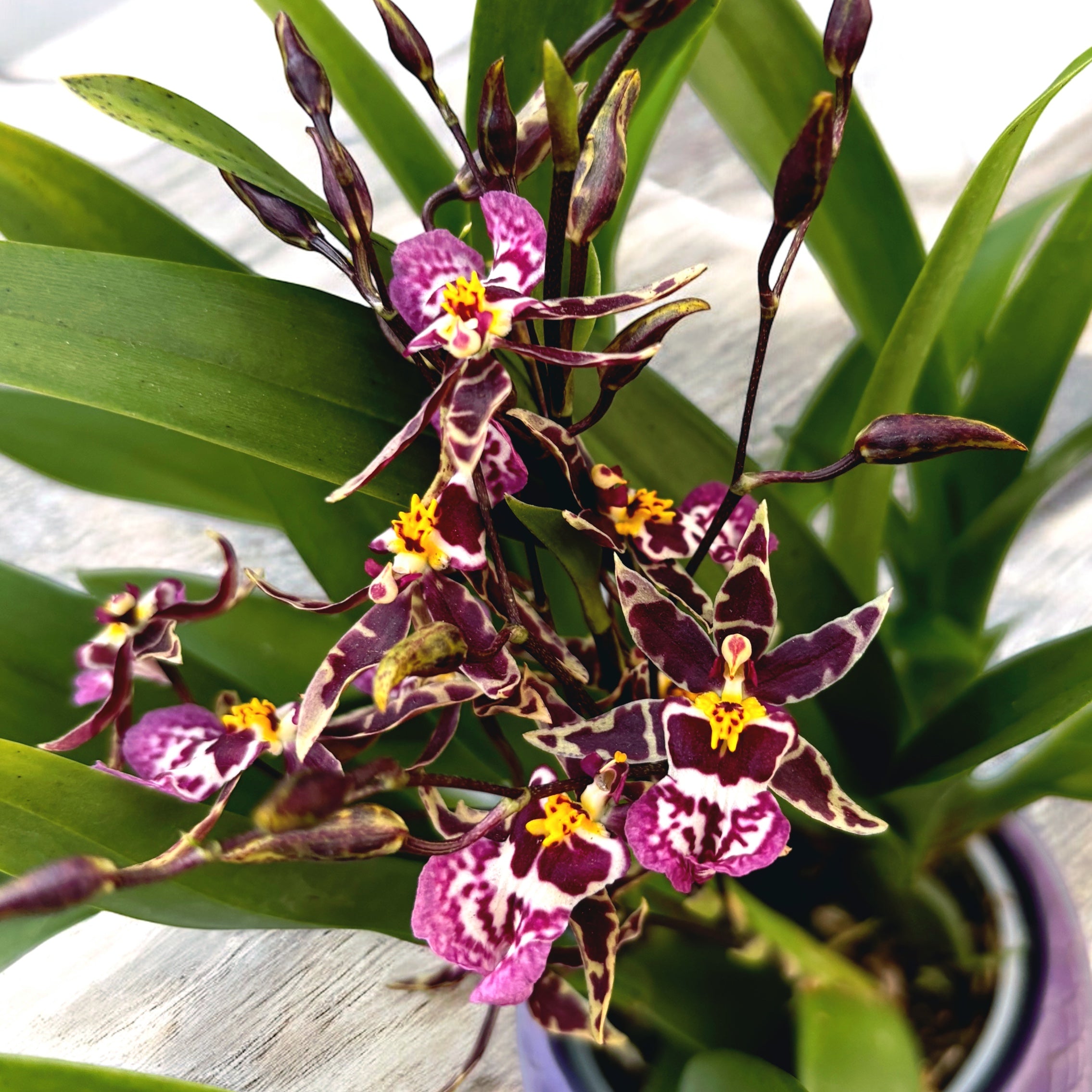 Oncidium (Cyrtocidium) Holm’s Wizard Purple (flori intens parfumate ...