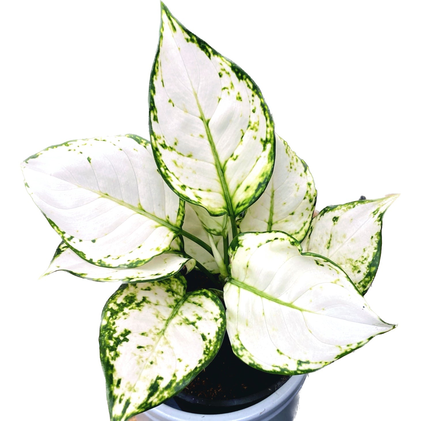 Aglaonema Super White (White Joy) – Floraria Secret Garden (SG)