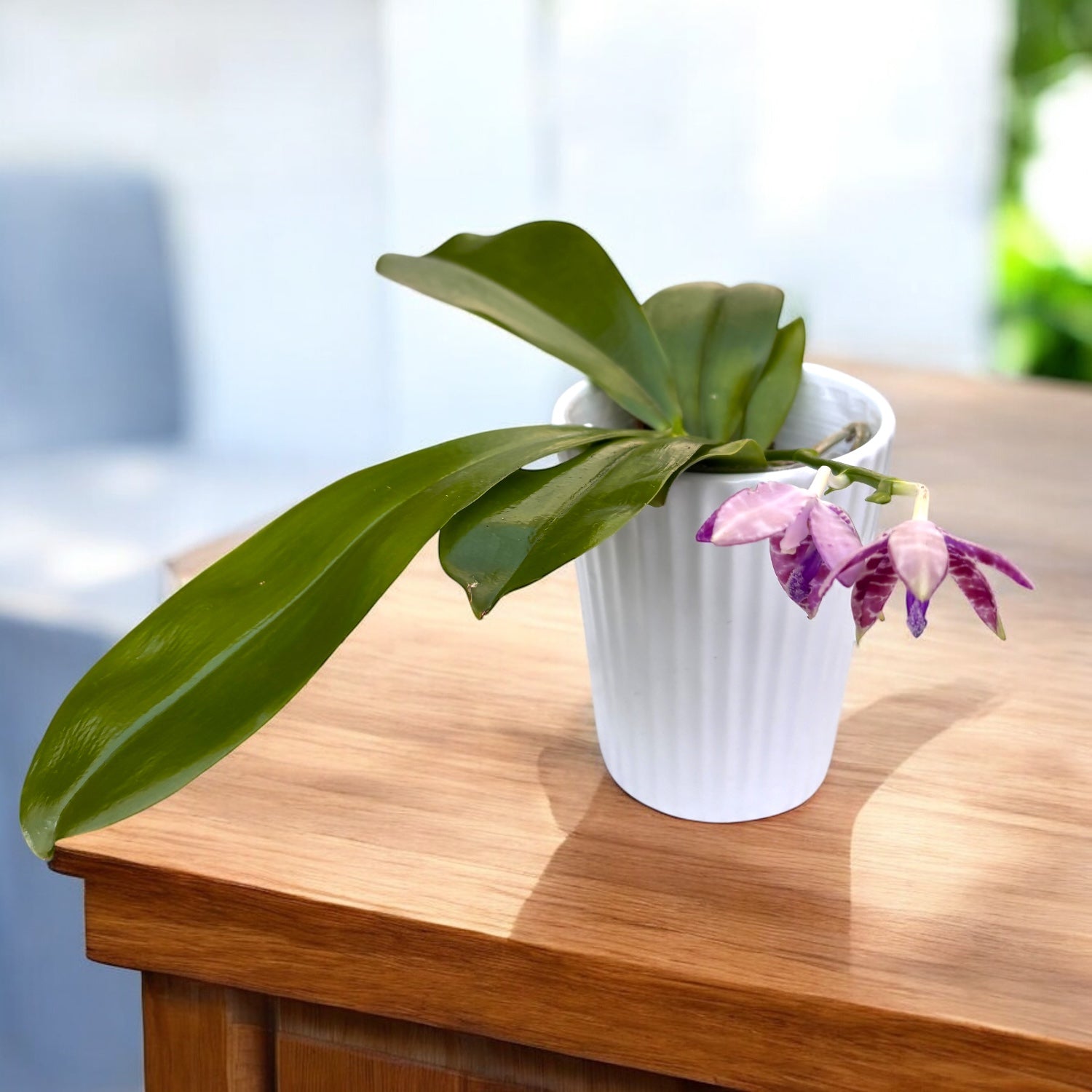 Phalaenopsis Vinh Long Red Sun 'Dragon Tattoo' – Secret Garden Plant Shop