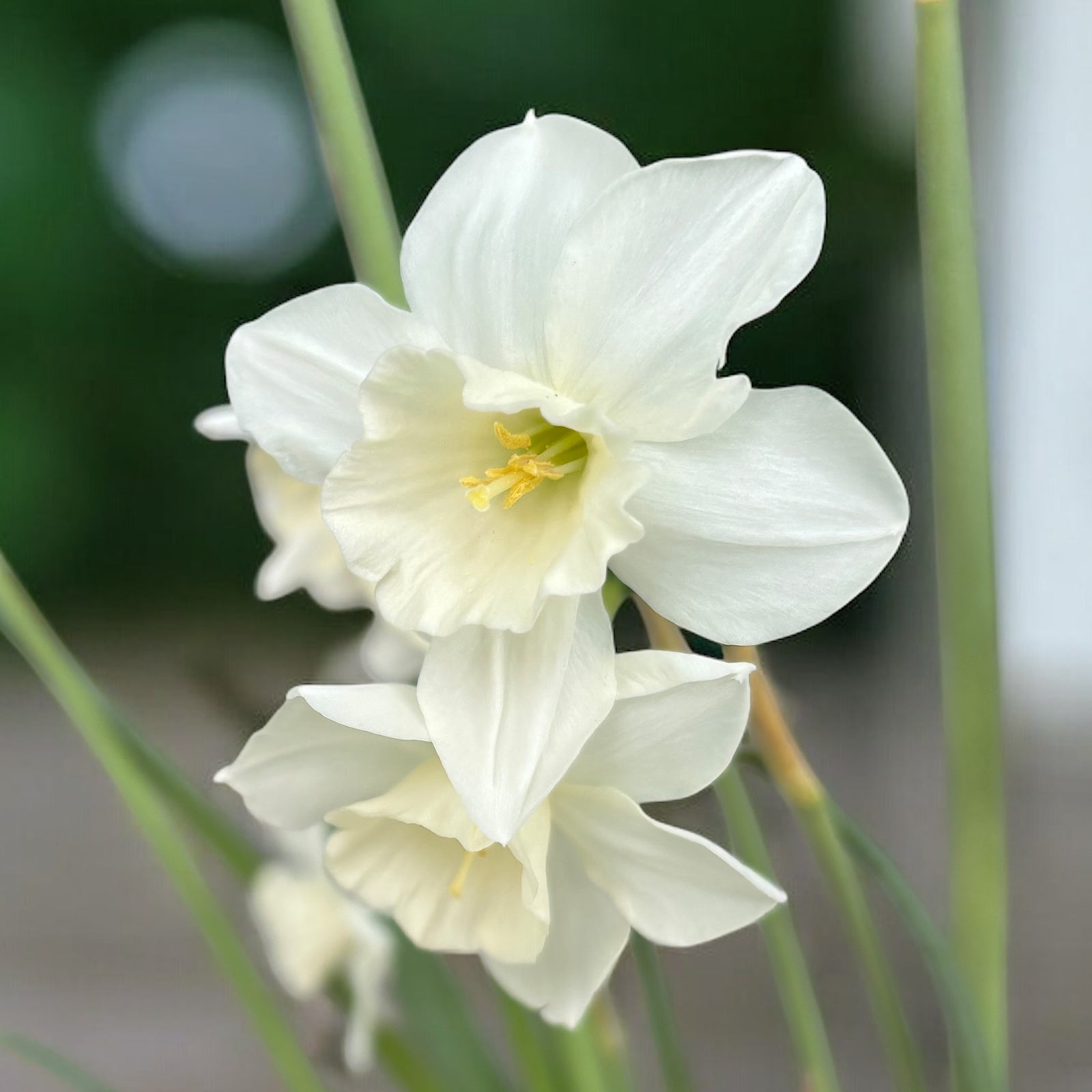 Speciale narcis - Narcissus ‘Mrs Iwasa Masako' – Secret Garden Plant Shop