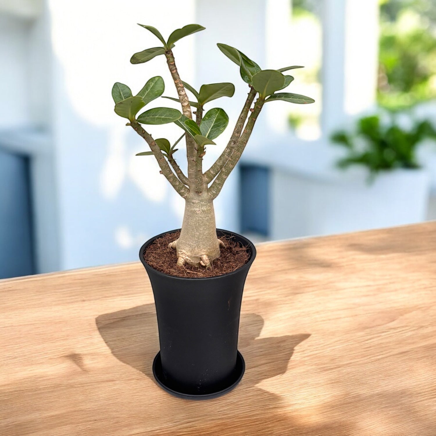 Adenium arabicum 'Baobab' D10 – Secret Garden Plant Shop