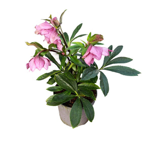 Helleborus orientalis Double Ellen Pink - Double Dark Pink (Spanz) D12 ...