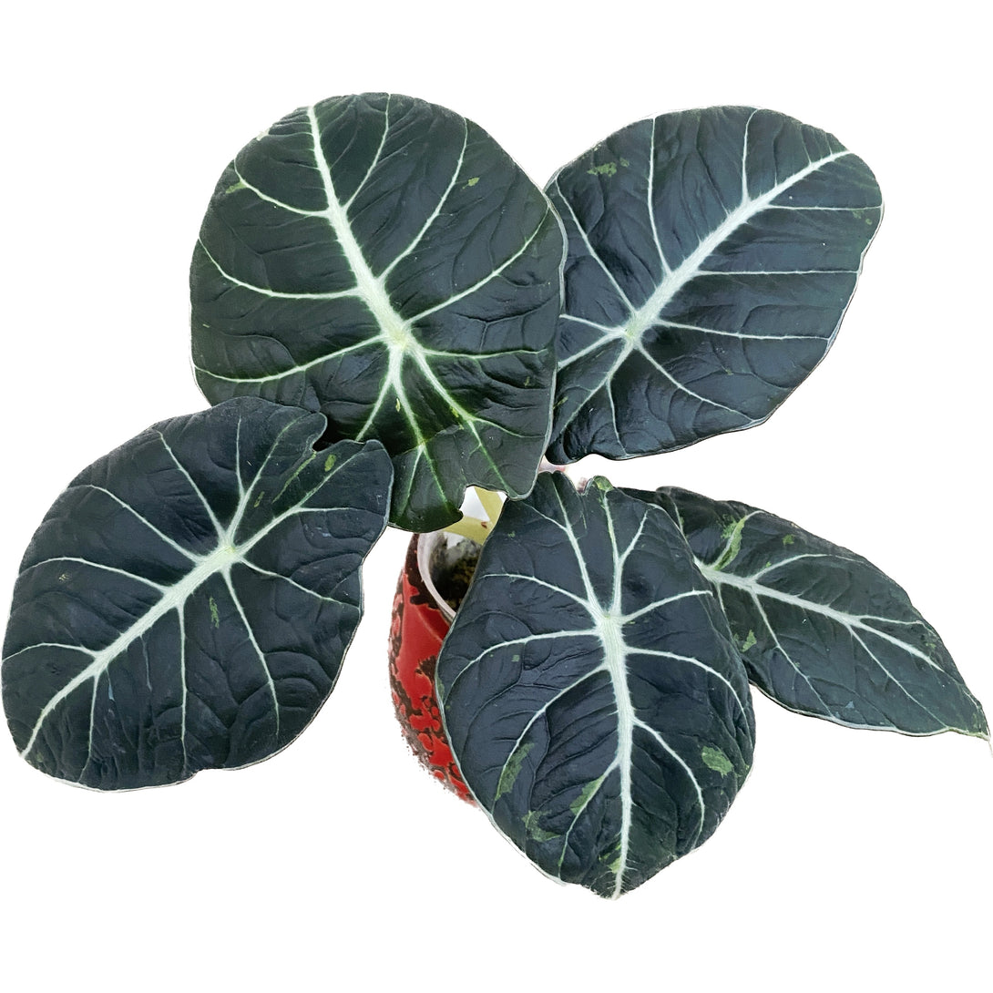 Alocasia reginula 'Black Velvet Variegata' – Floraria Secret Garden (SG)