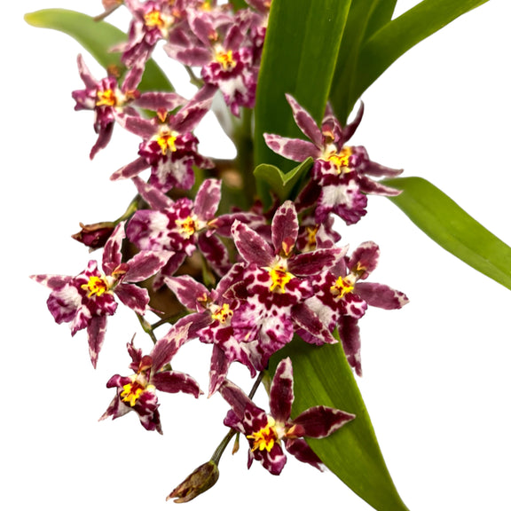 Oncidium (Cyrtocidium) Holm’s Wizard - spotted - foarte parfumat!