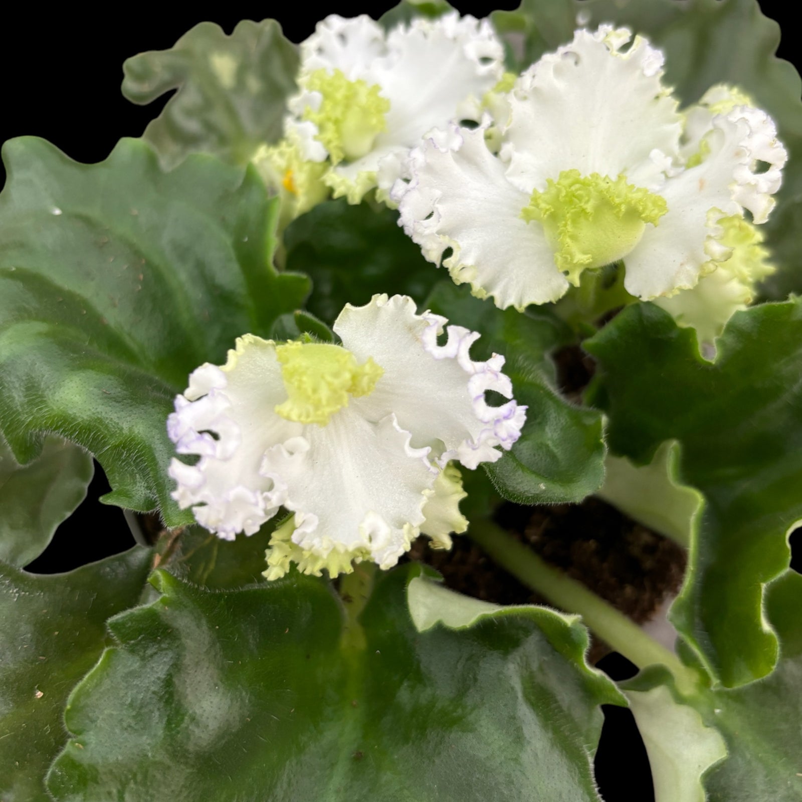 Saintpaulia Curly White (Violete de Parma crete) – Secret Garden Plant Shop