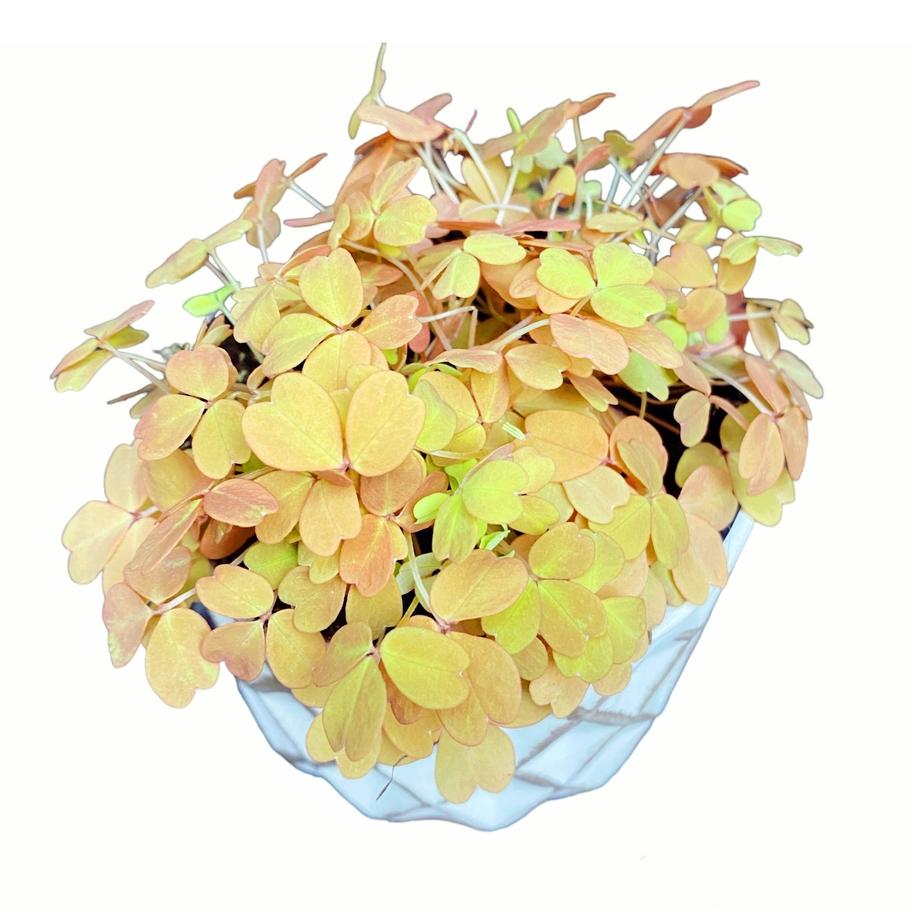 Oxalis Sunset Velvet Yellow (trifoi) – Floraria Secret Garden (SG)