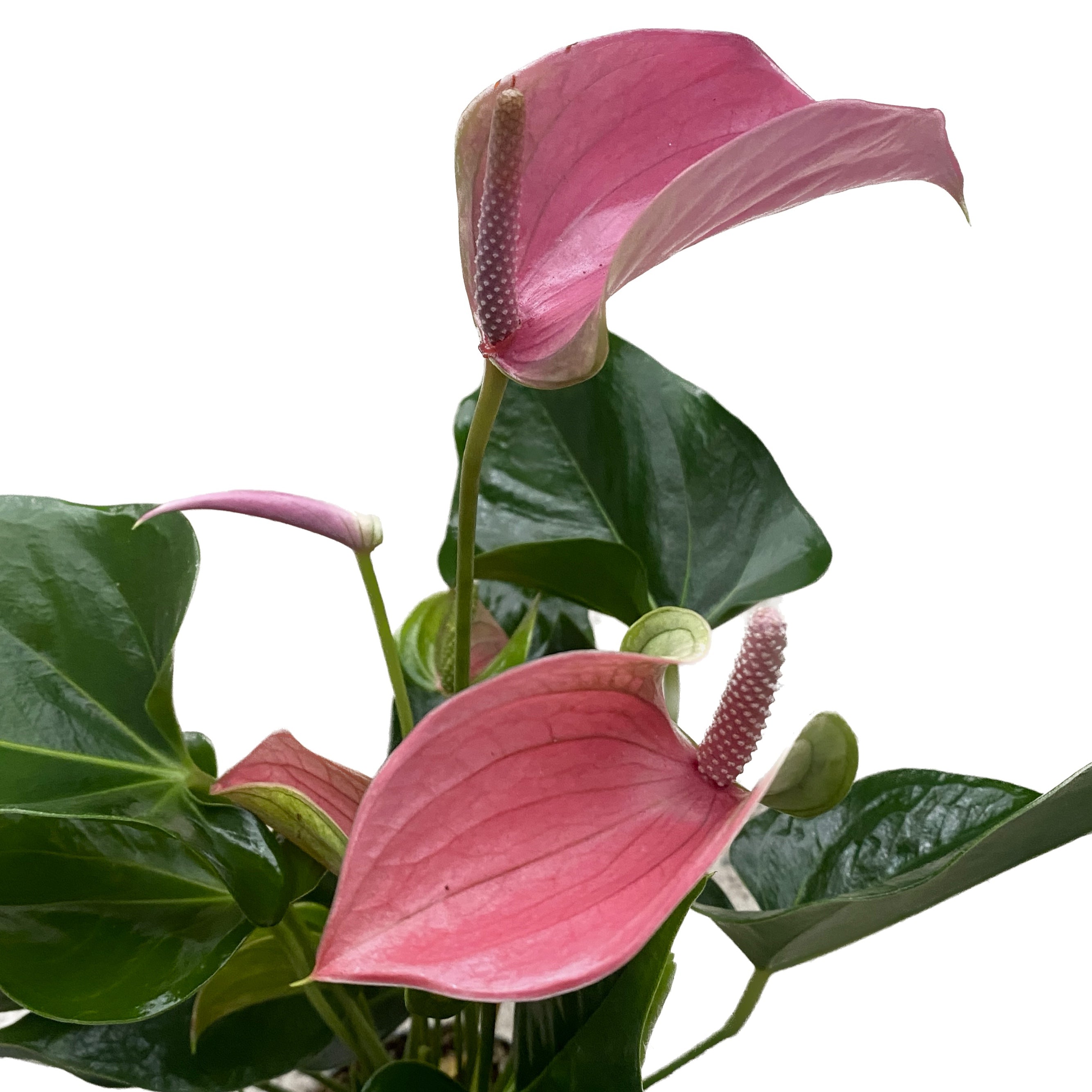 Anthurium Joli Pink – Secret Garden Plant Shop