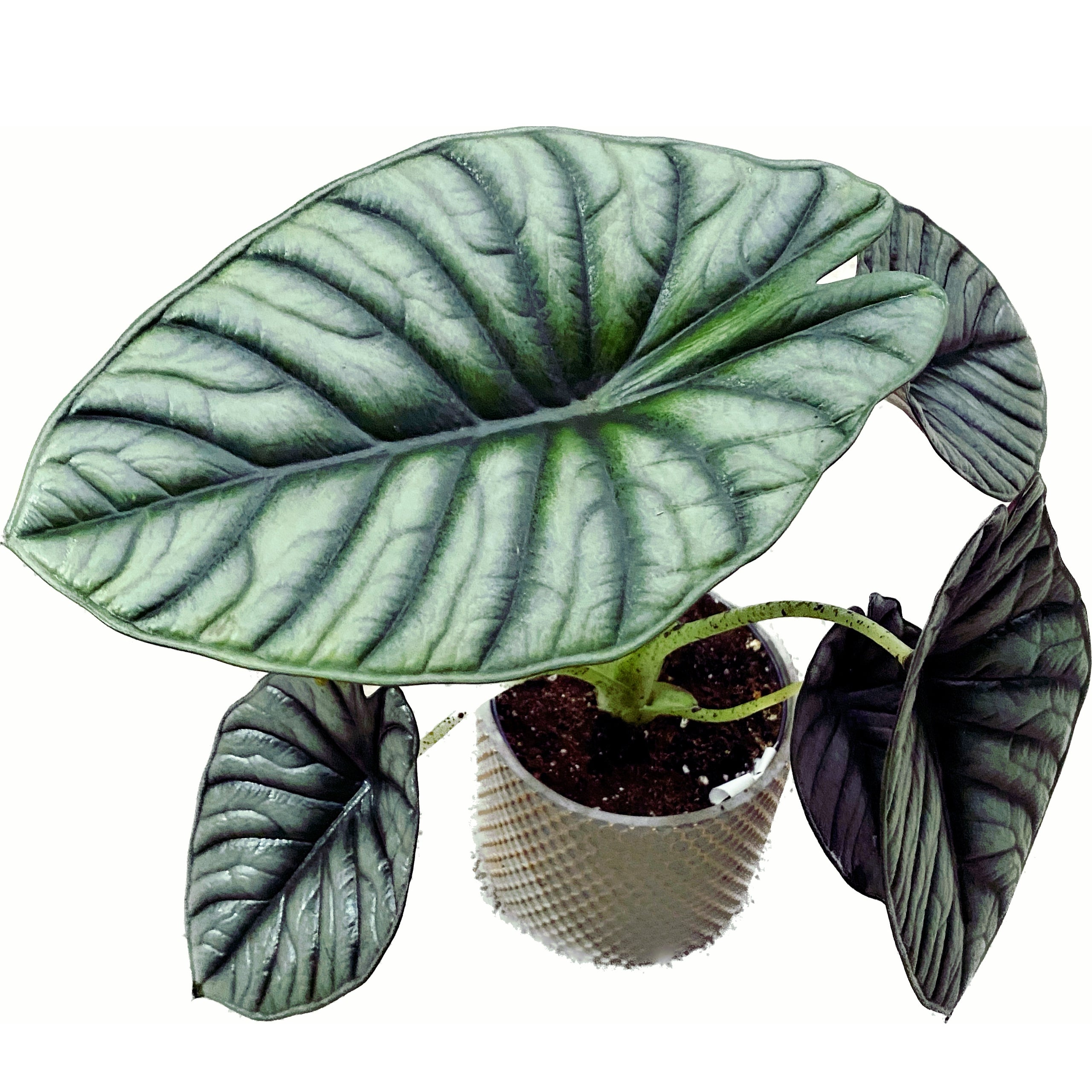 Alocasia 'Silver Nebula' – Secret Garden Plant Shop