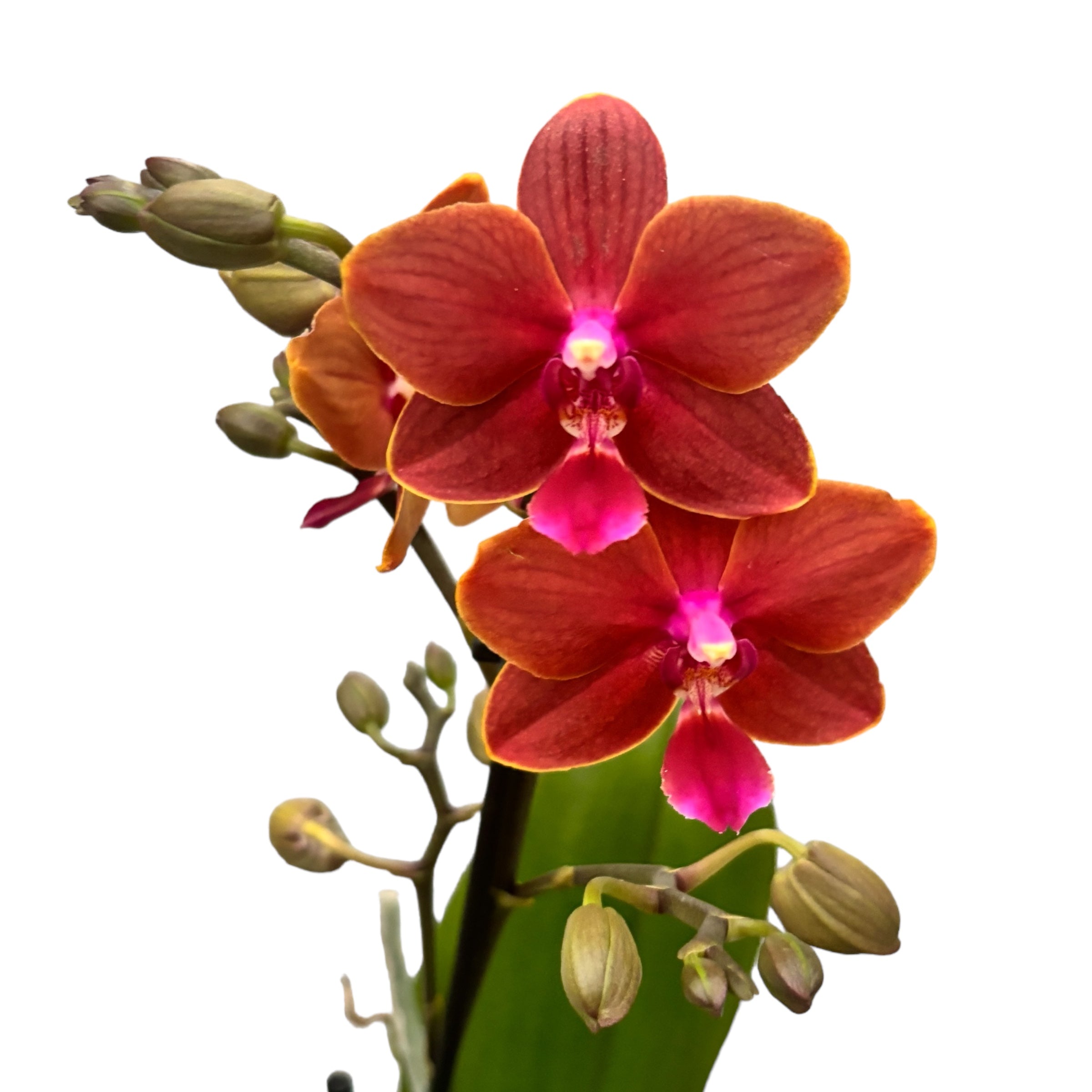 Phalaenopsis Trixion parfumata – Secret Garden Plant Shop