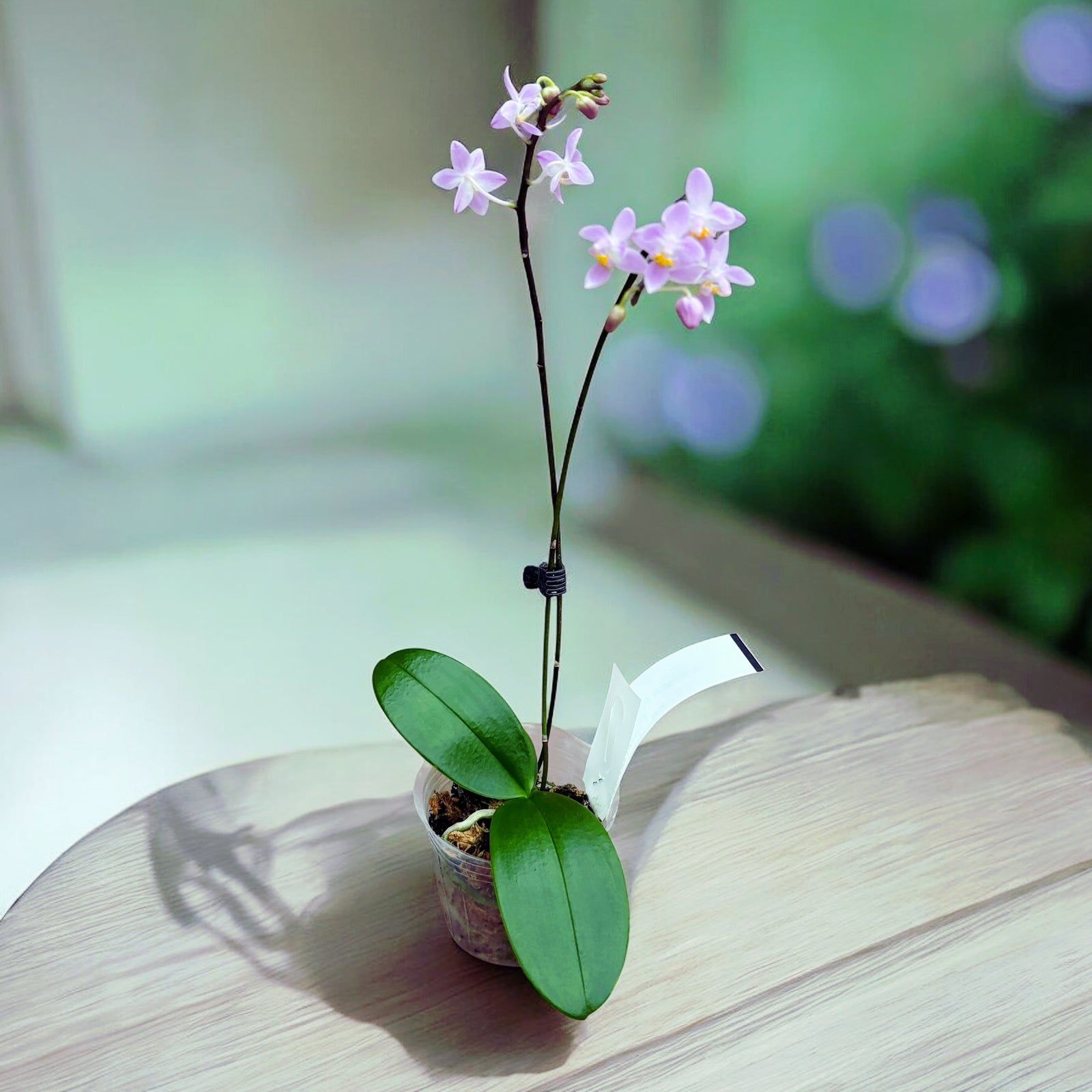 Phalaenopsis equestris 'Mauve' – Secret Garden Plant Shop