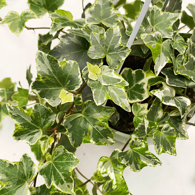Iedera - Hedera helix 'Golden Kolibri' D14 – Floraria Secret Garden (SG)