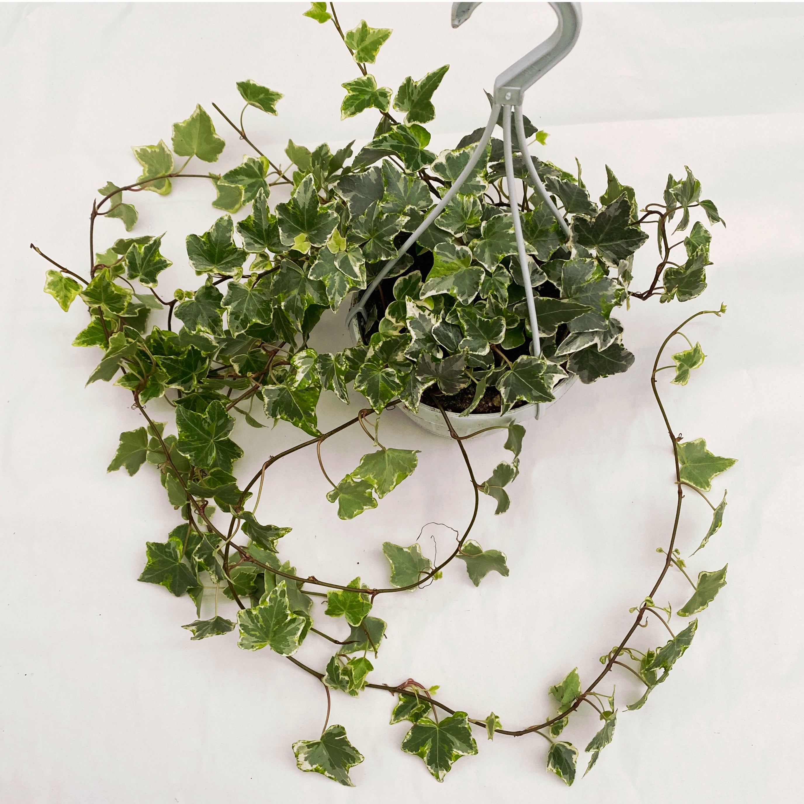 Iedera - Hedera helix 'Golden Kolibri' D14 – Floraria Secret Garden (SG)