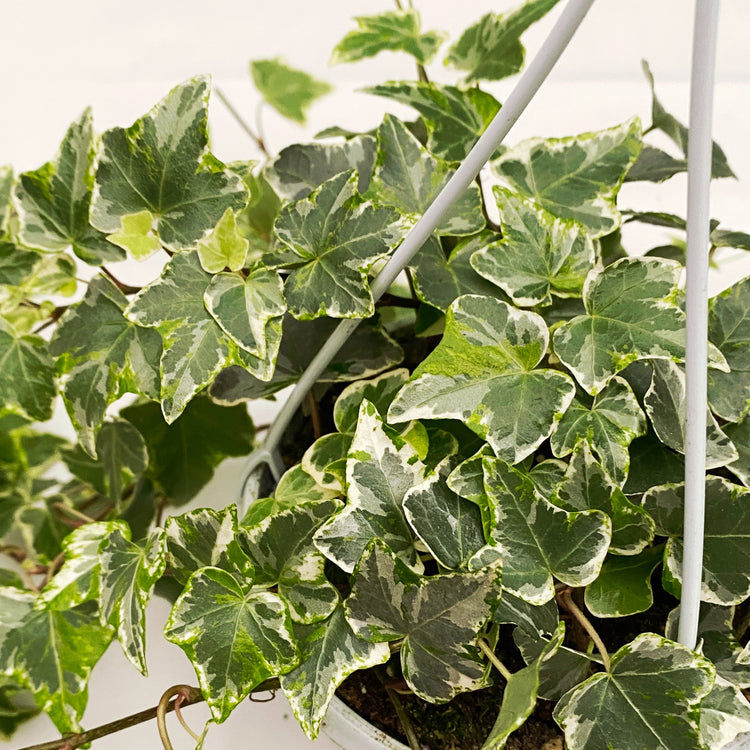 Iedera - Hedera helix 'Golden Kolibri' D14 – Floraria Secret Garden (SG)