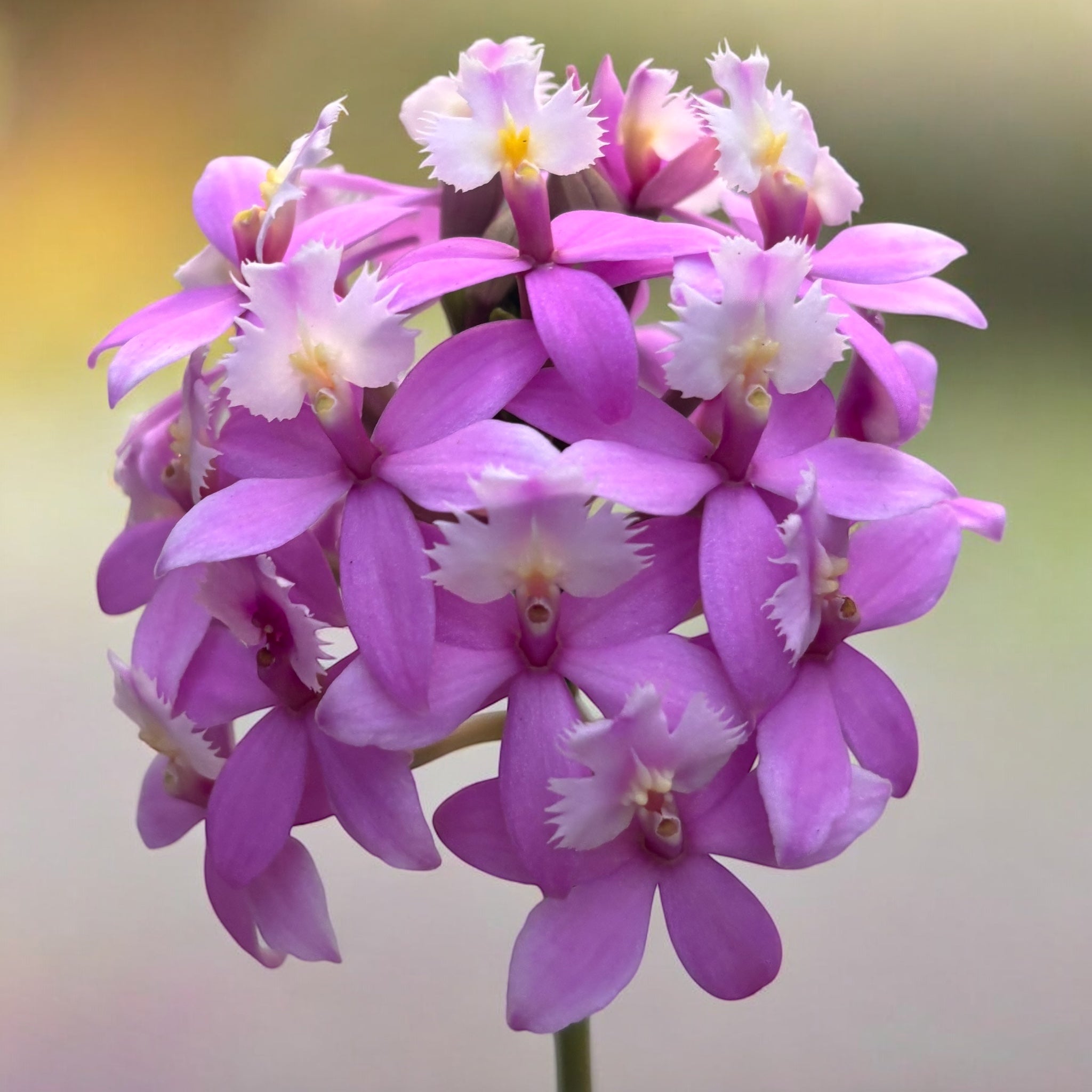 Epidendrum radicans 'Dark Pink’ XL – Secret Garden Plant Shop