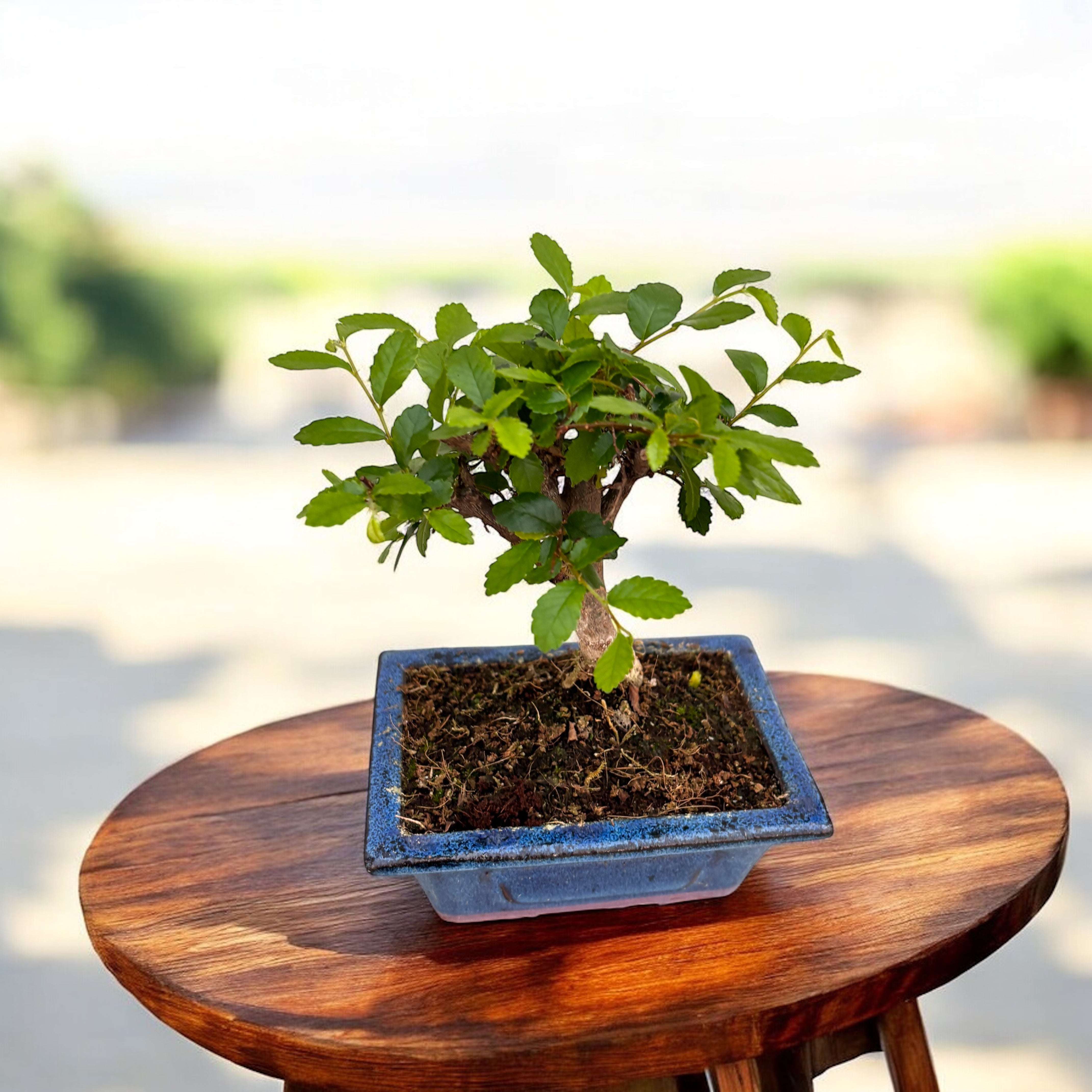 Bonsai Zelkova (Ulmul Japonez) – Secret Garden Plant Shop