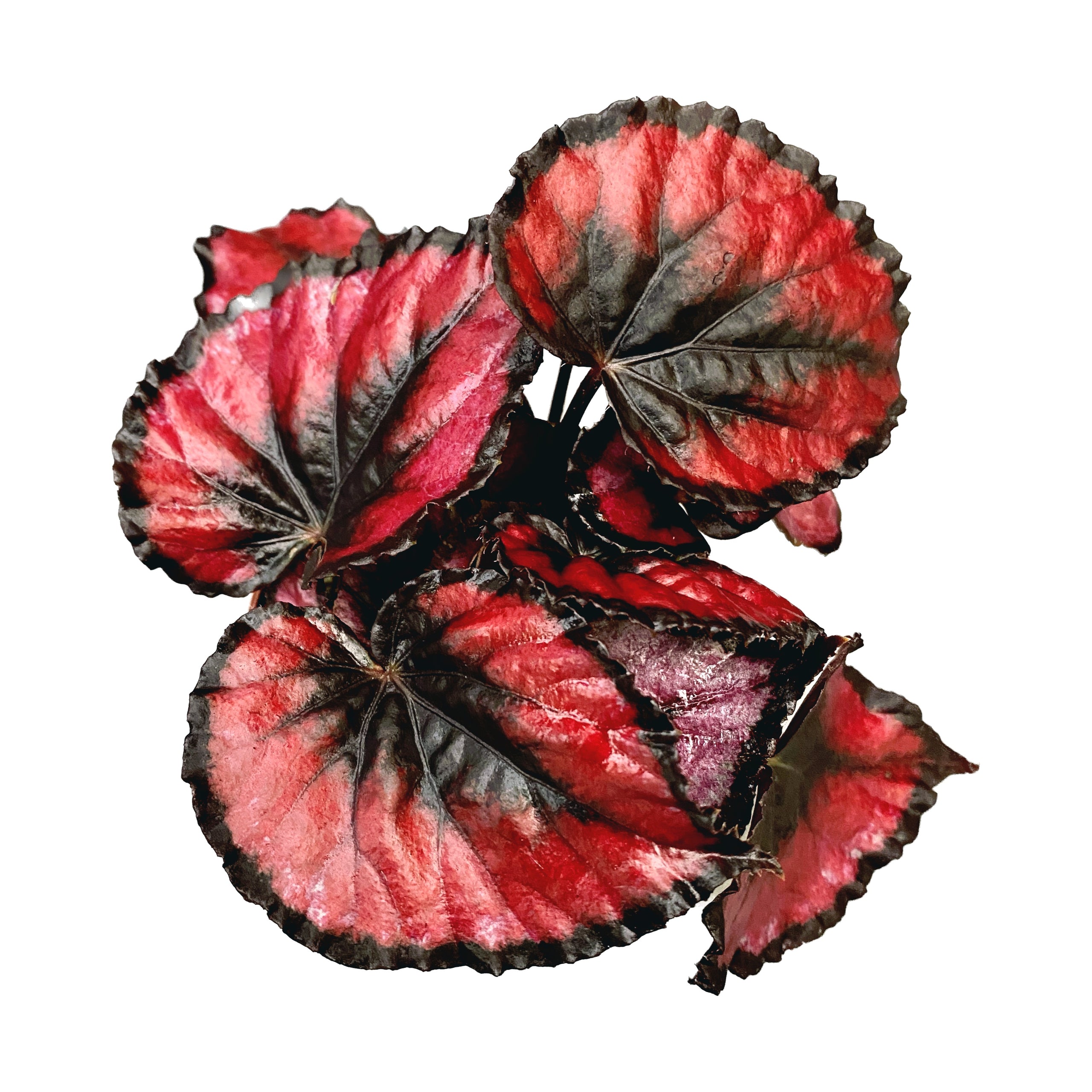 Begonia Magic Colours ‘Red Kiss’ D8 – Secret Garden Plant Shop