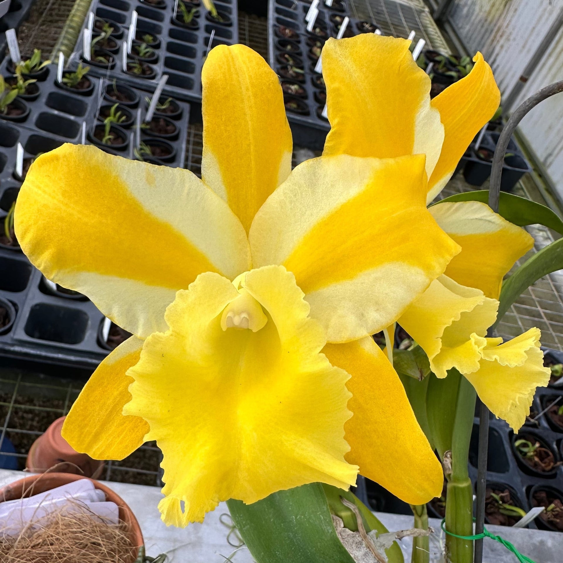 Rlc. Hua Young Gold 'Pretty' BM/TIOS - parfumata – Secret Garden Plant Shop