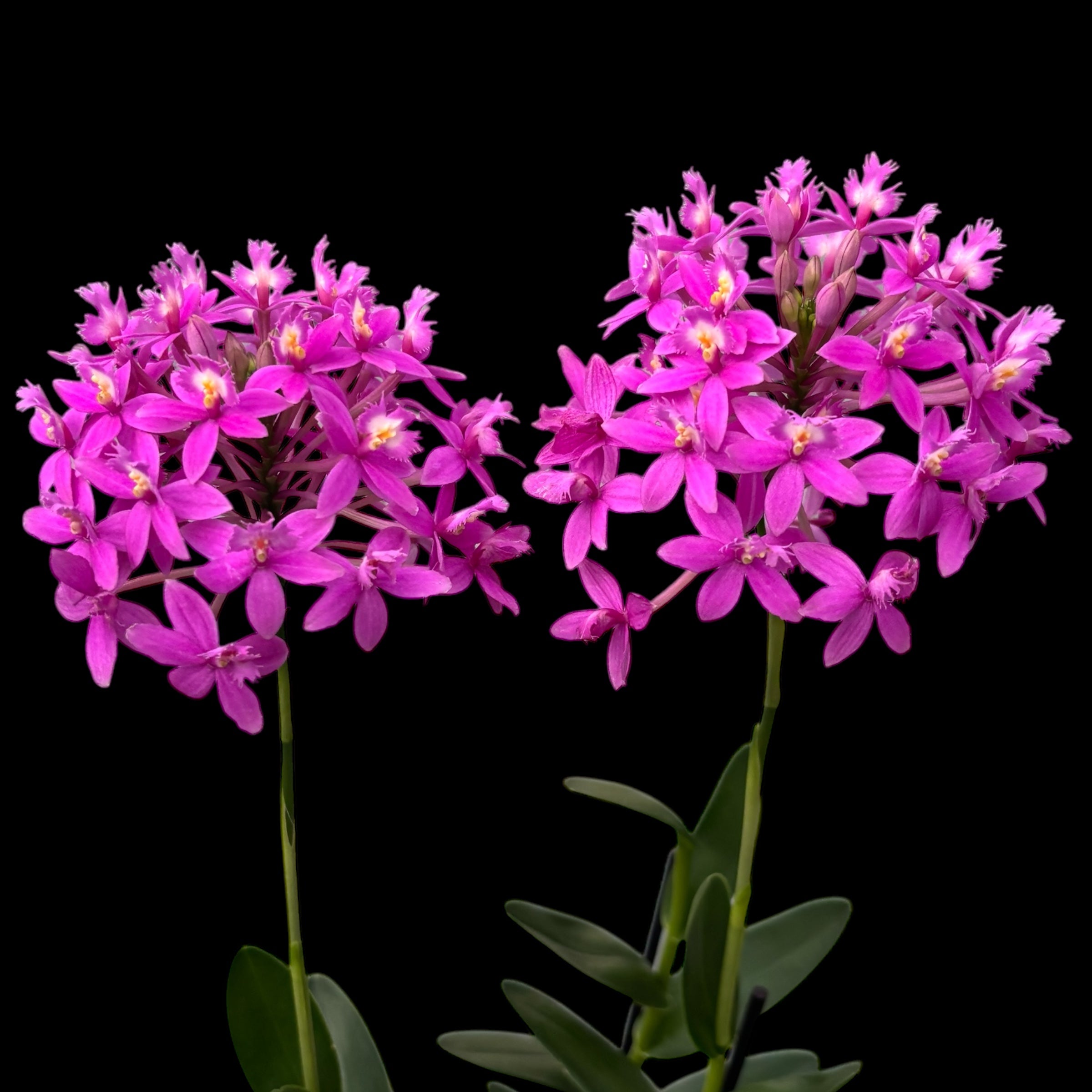 Epidendrum radicans ‘Strong Pink’ – Secret Garden Plant Shop